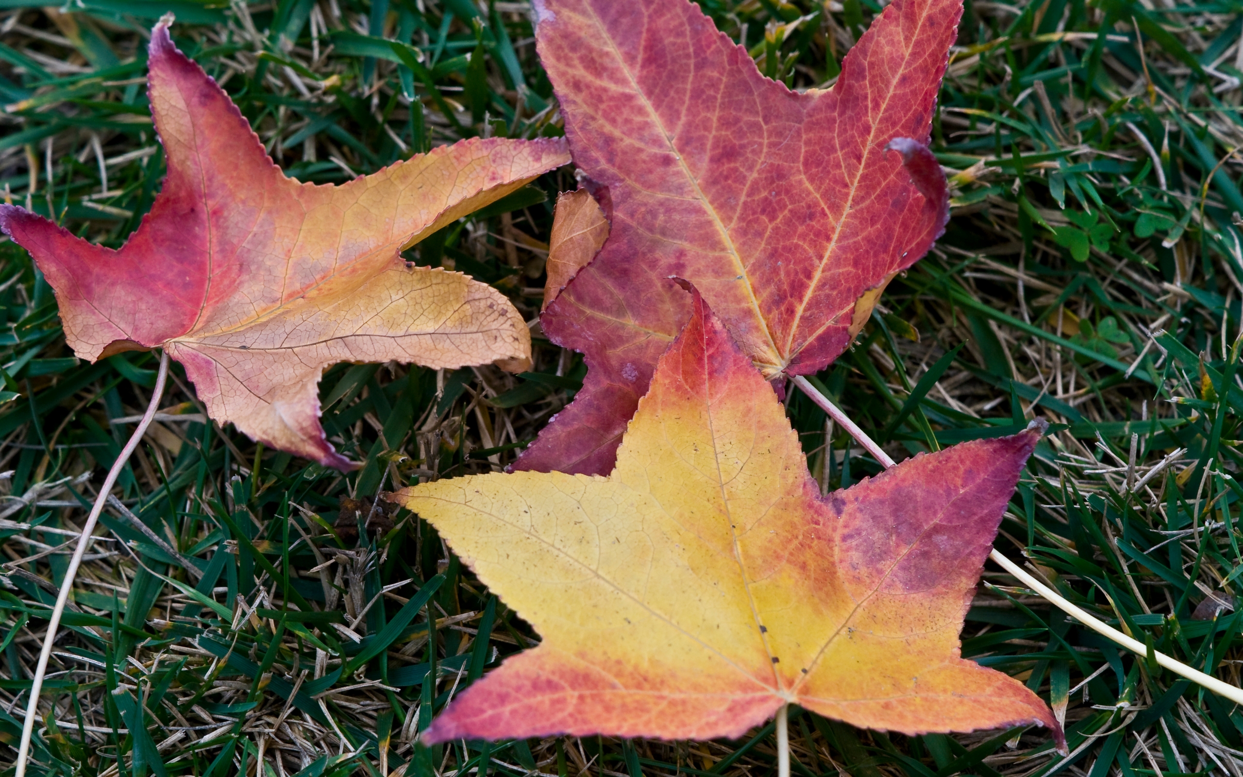 Download Nature Leaf HD Wallpaper