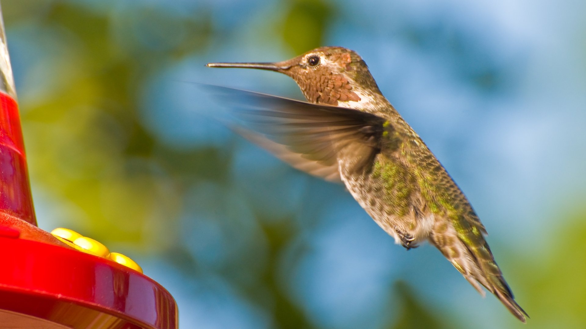 Download Animal Hummingbird HD Wallpaper