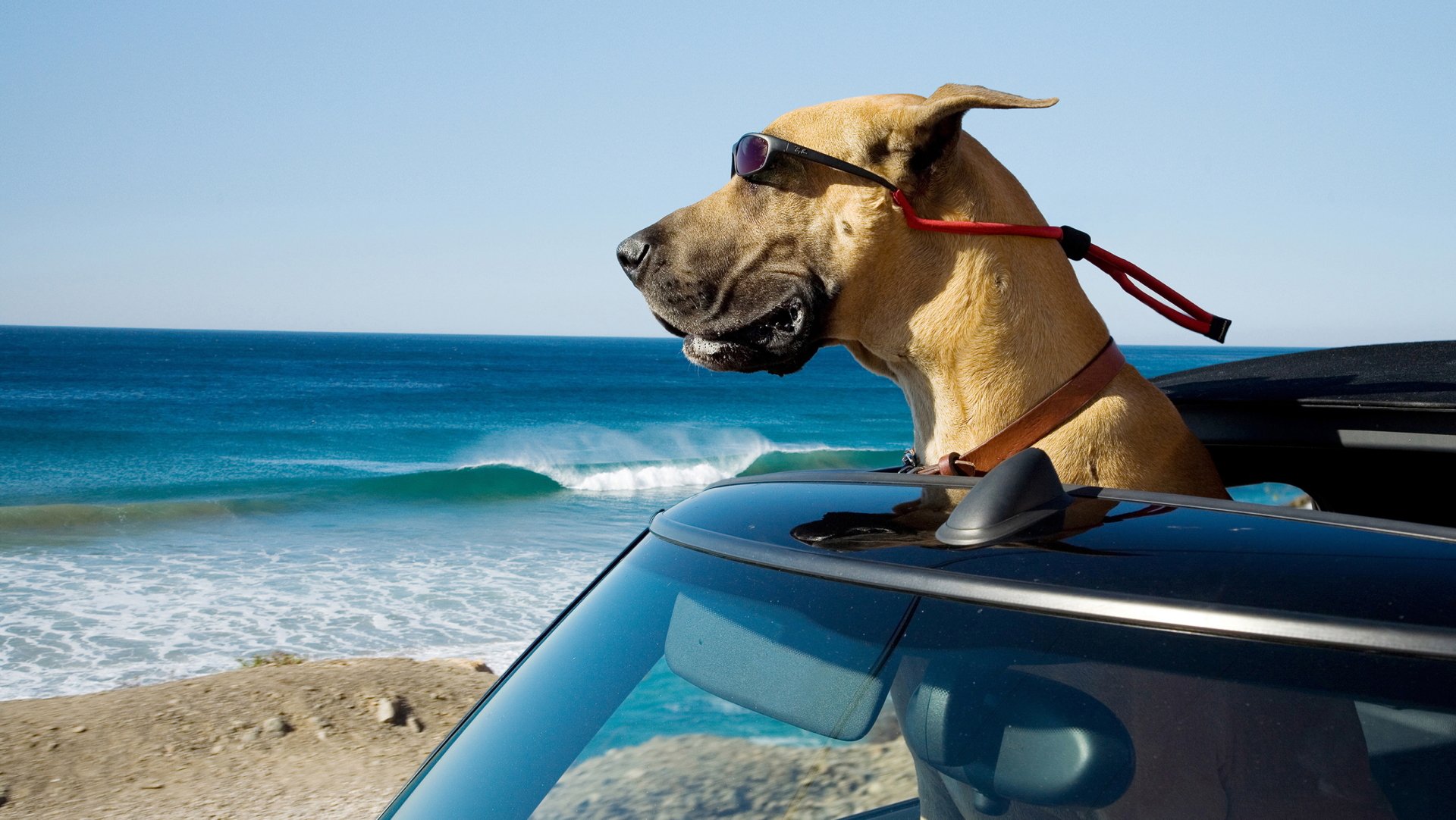 Marmaduke Movie HD Wallpaper – Coastal Canine Adventure View ...