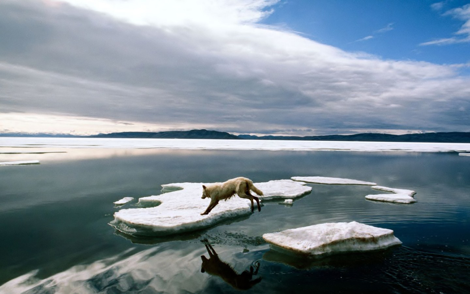 Majestic Wolf on Ice - HD Wallpaper by Jim Brandenburg