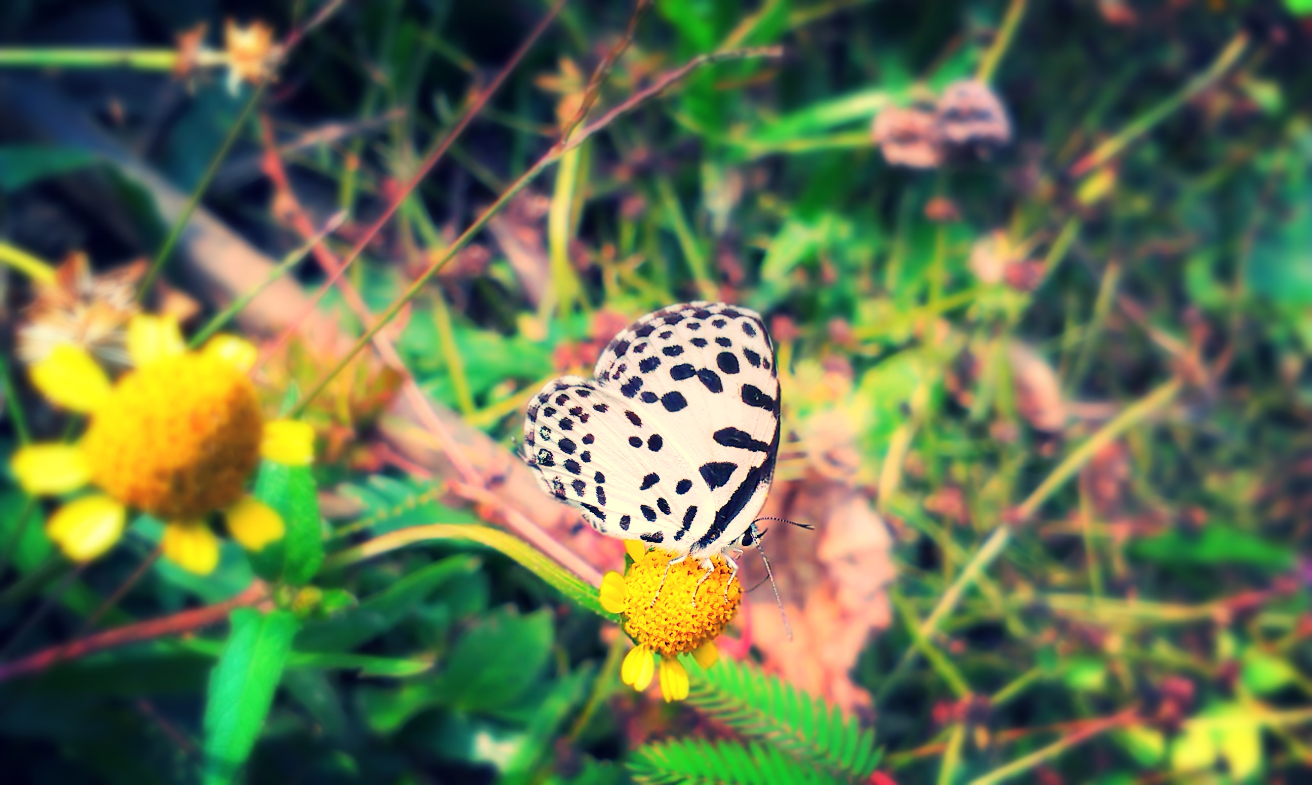 Animal Butterfly HD Wallpaper