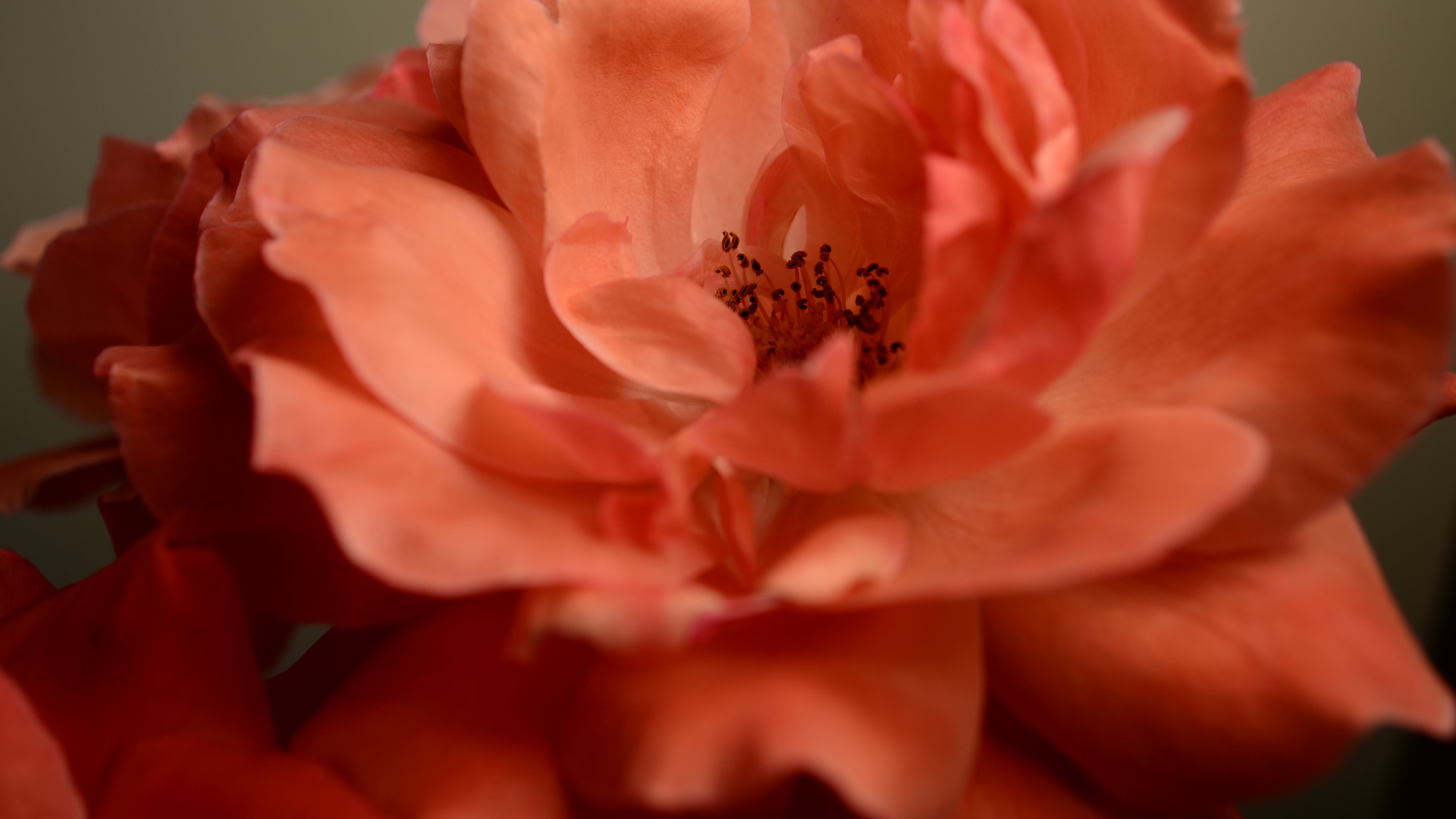 4K Ultra HD Bloom: Vibrant Nature’s Flower Close-Up