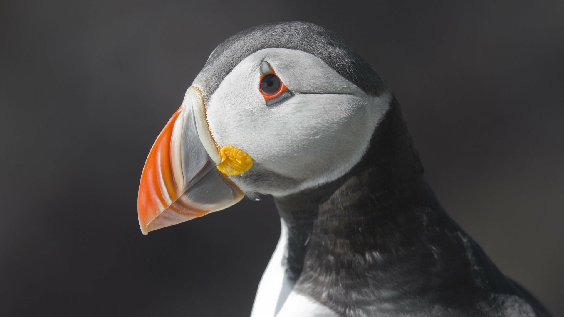 4K Ultra HD Puffin Portrait — Majestic Atlantic Sea-Bird Wallpaper ...