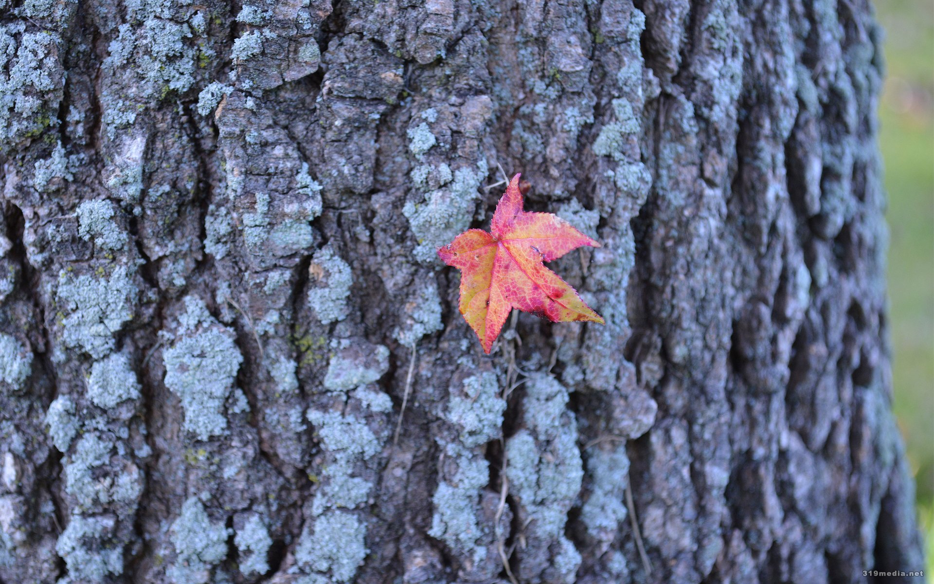 Lone Leaf by 319media | 2880x1800 | Wallpaper Abyss