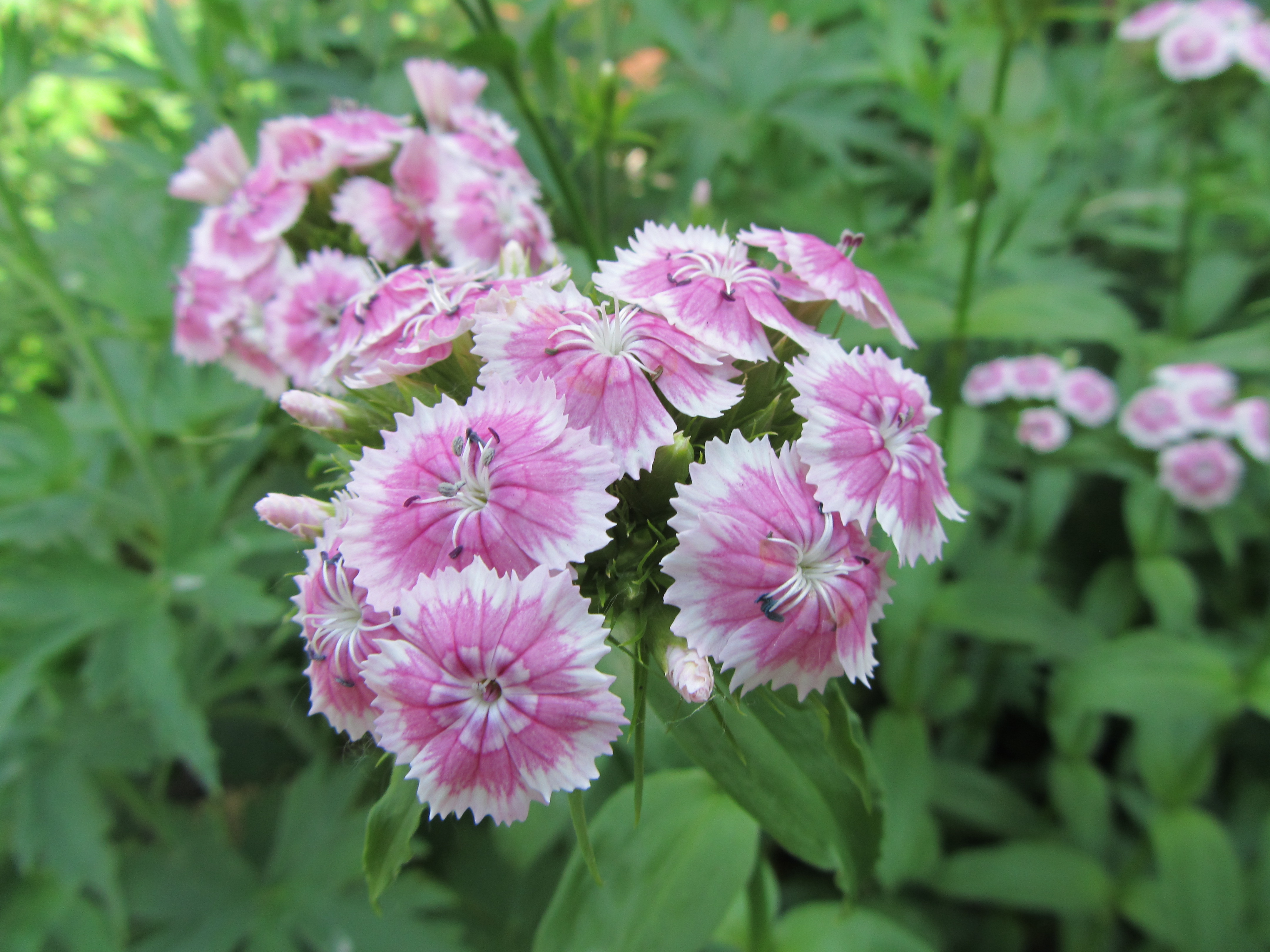 Download Nature Flower 4k Ultra HD Wallpaper by Vergilius
