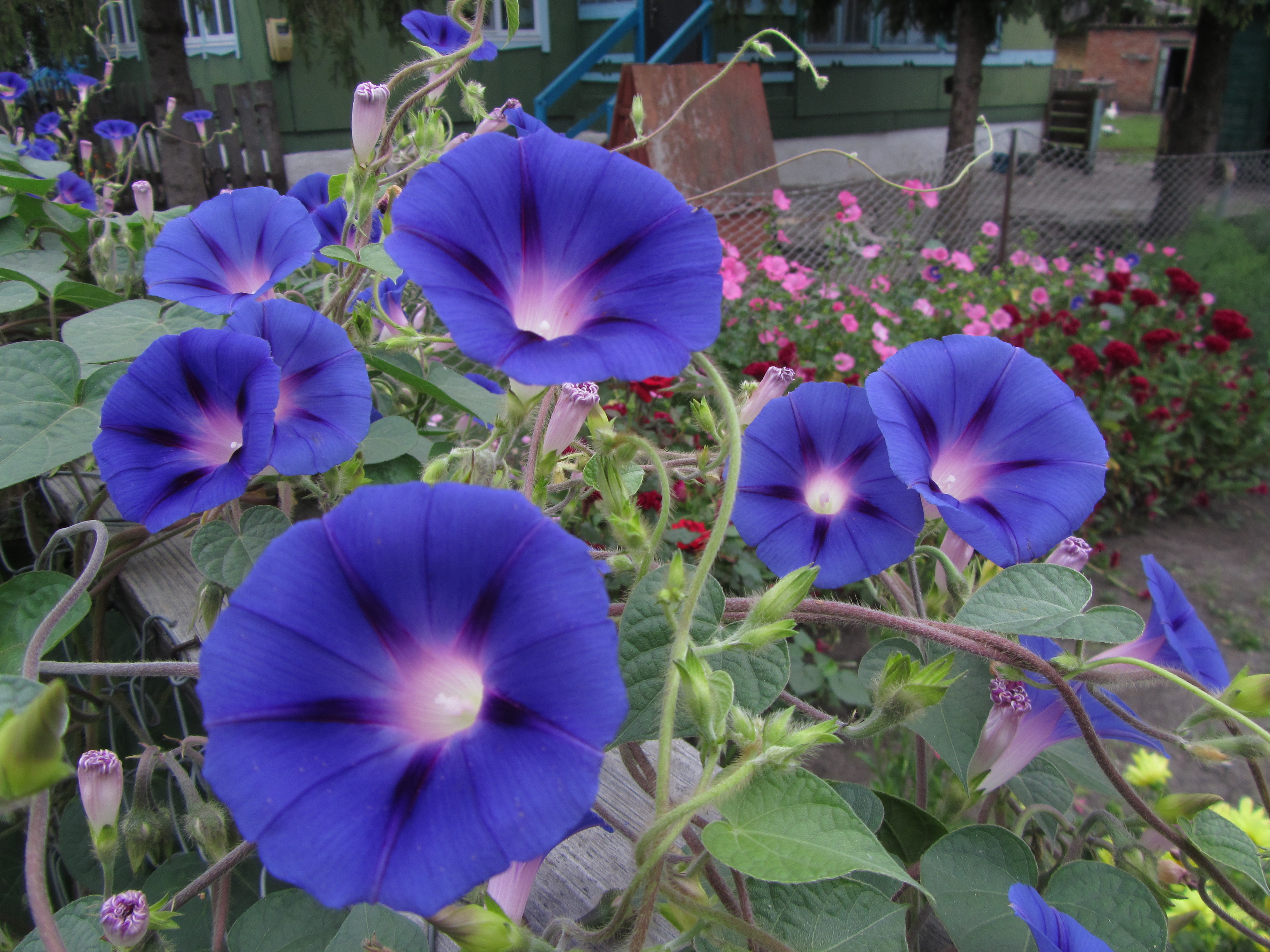 4K Ultra HD Morning Glory Bloom – Vibrant Nature’s Floral Beauty by ...