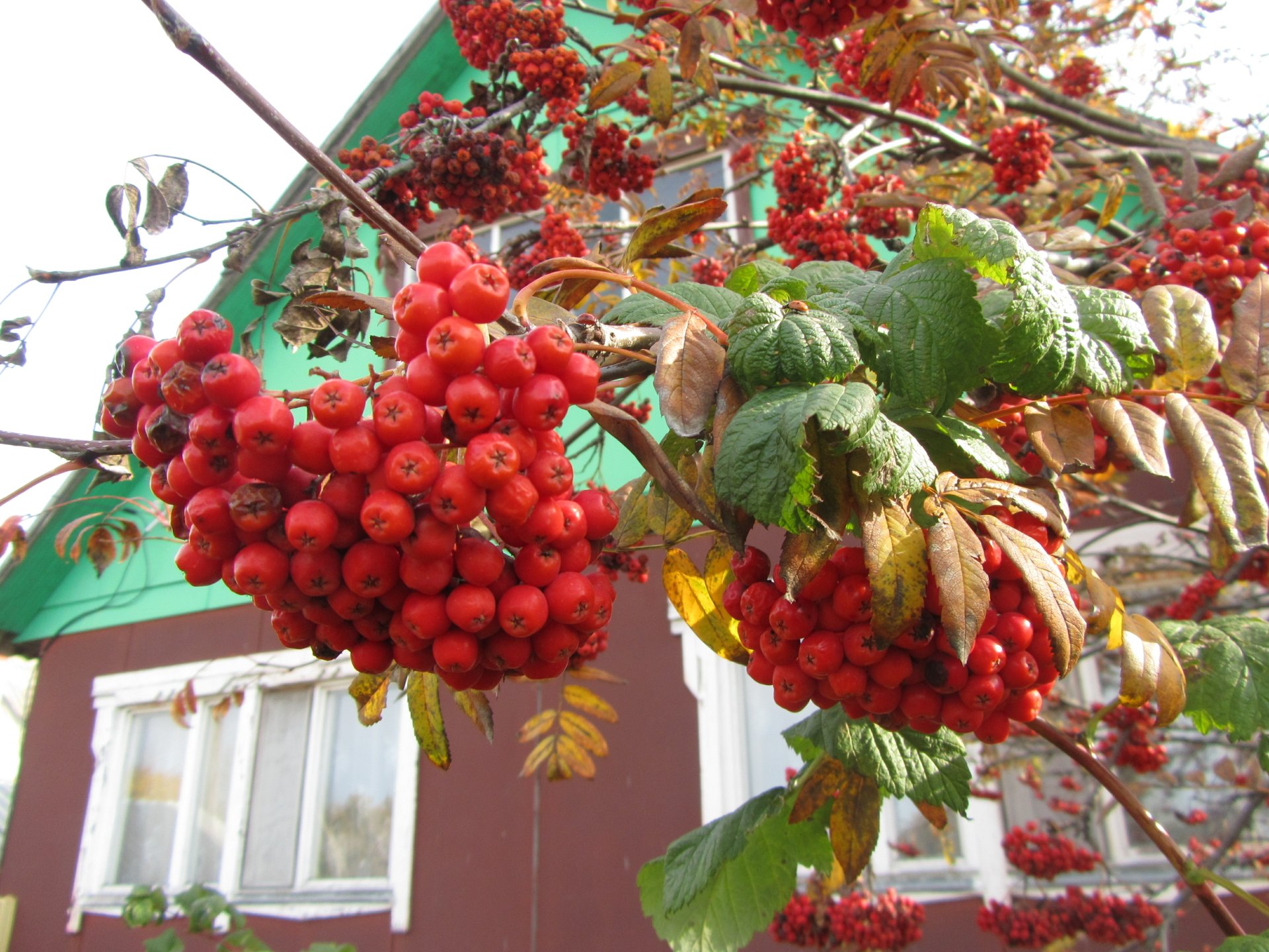 Download Nature Rowan 4k Ultra HD Wallpaper by Vergilius