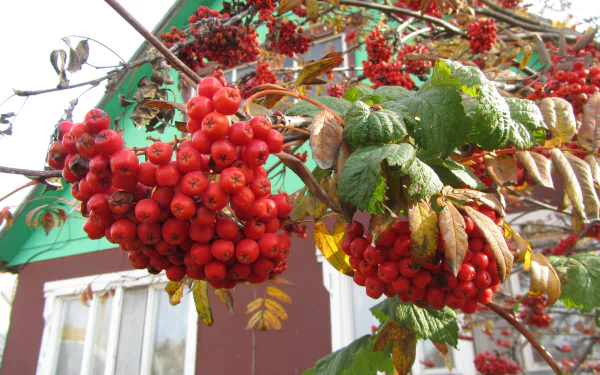 Download Snow Winter Nature Rowan HD Wallpaper