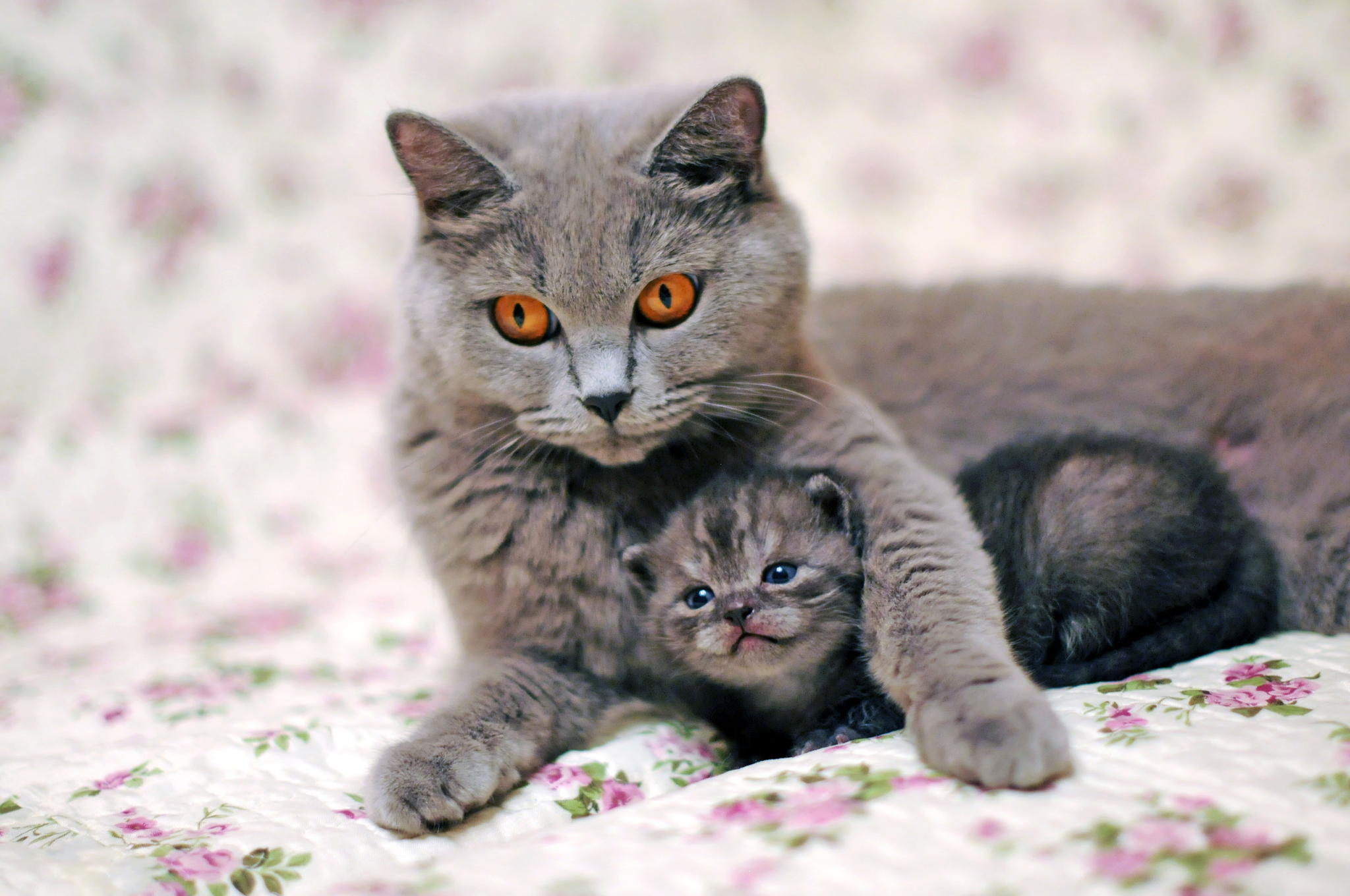 Adorable Cat Duo - HD Wallpaper
