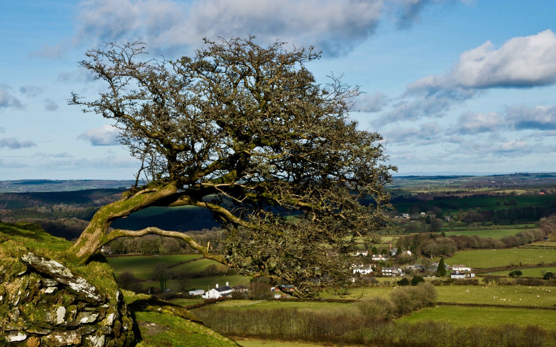 Download Nature Tree HD Wallpaper