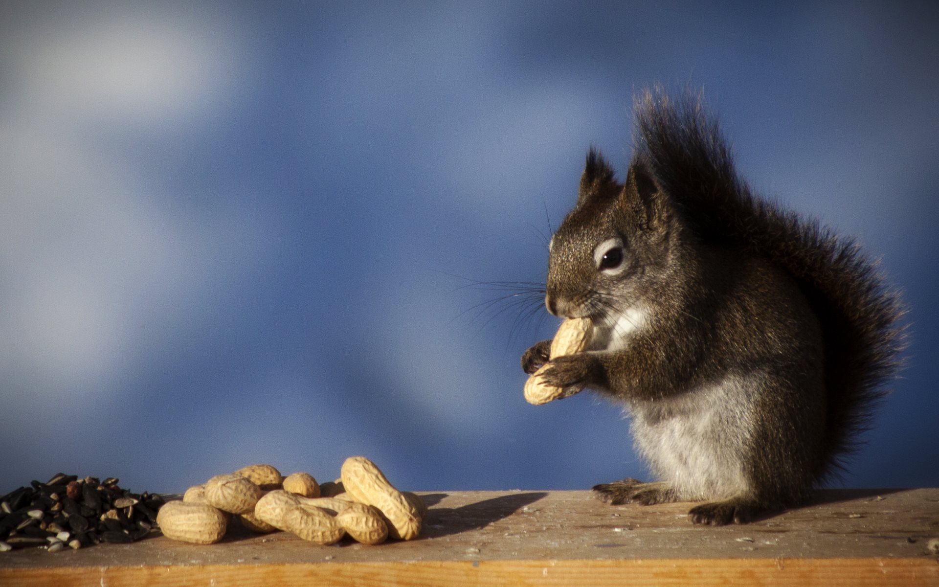 Squirrel HD Wallpaper | Background Image | 1920x1200
