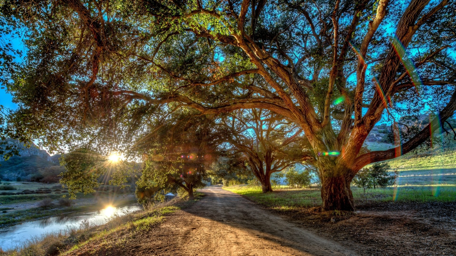 Download Nature Tree HD Wallpaper