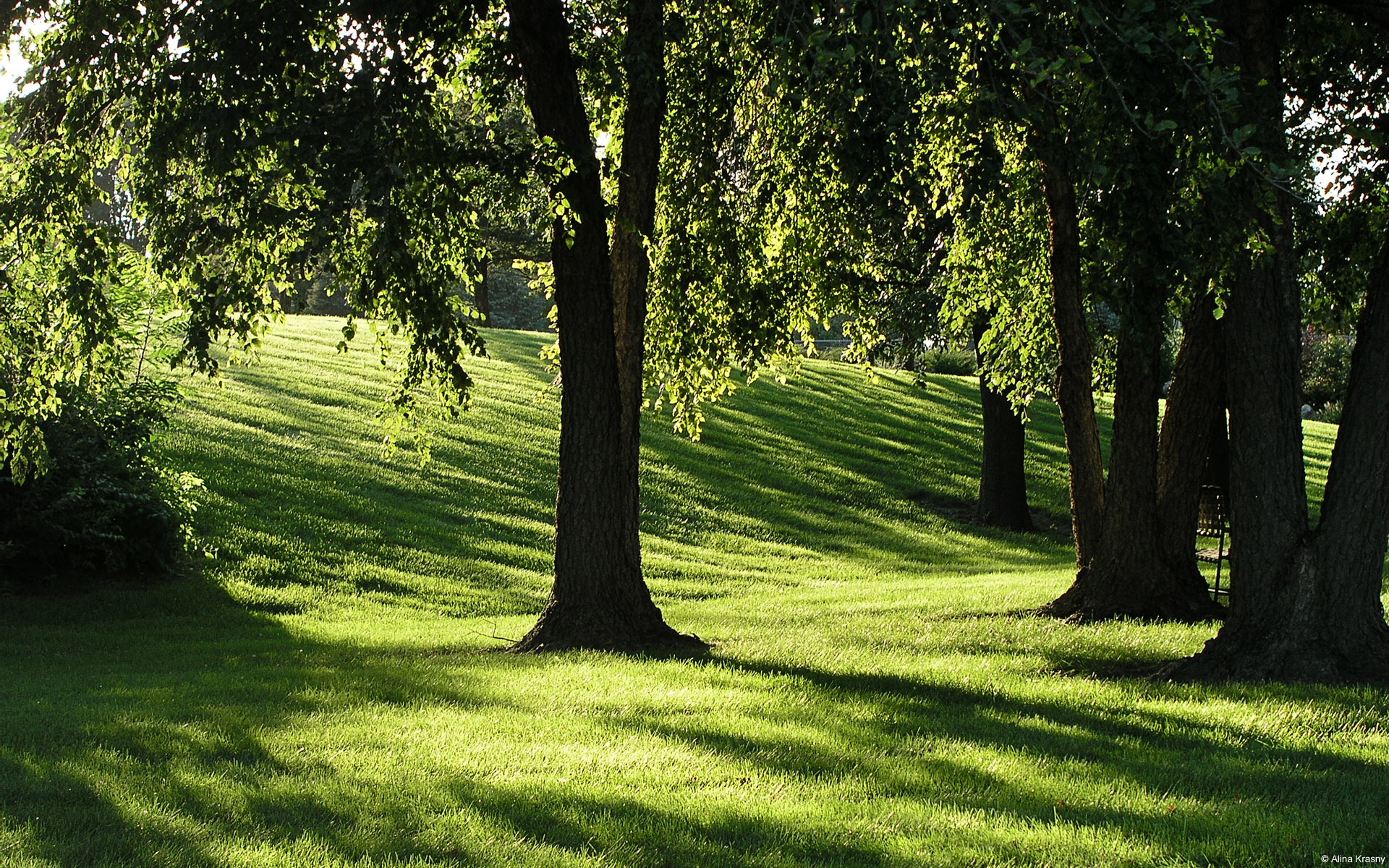 Serene Forest Light: HD Nature Wallpaper
