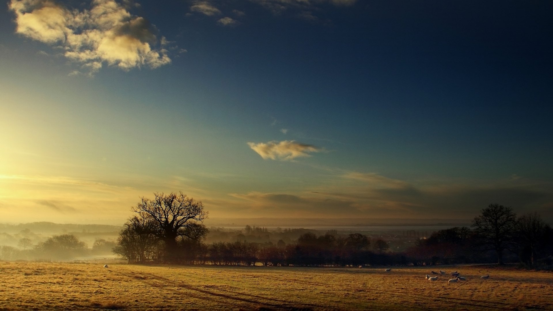 Download Nature Fog HD Wallpaper