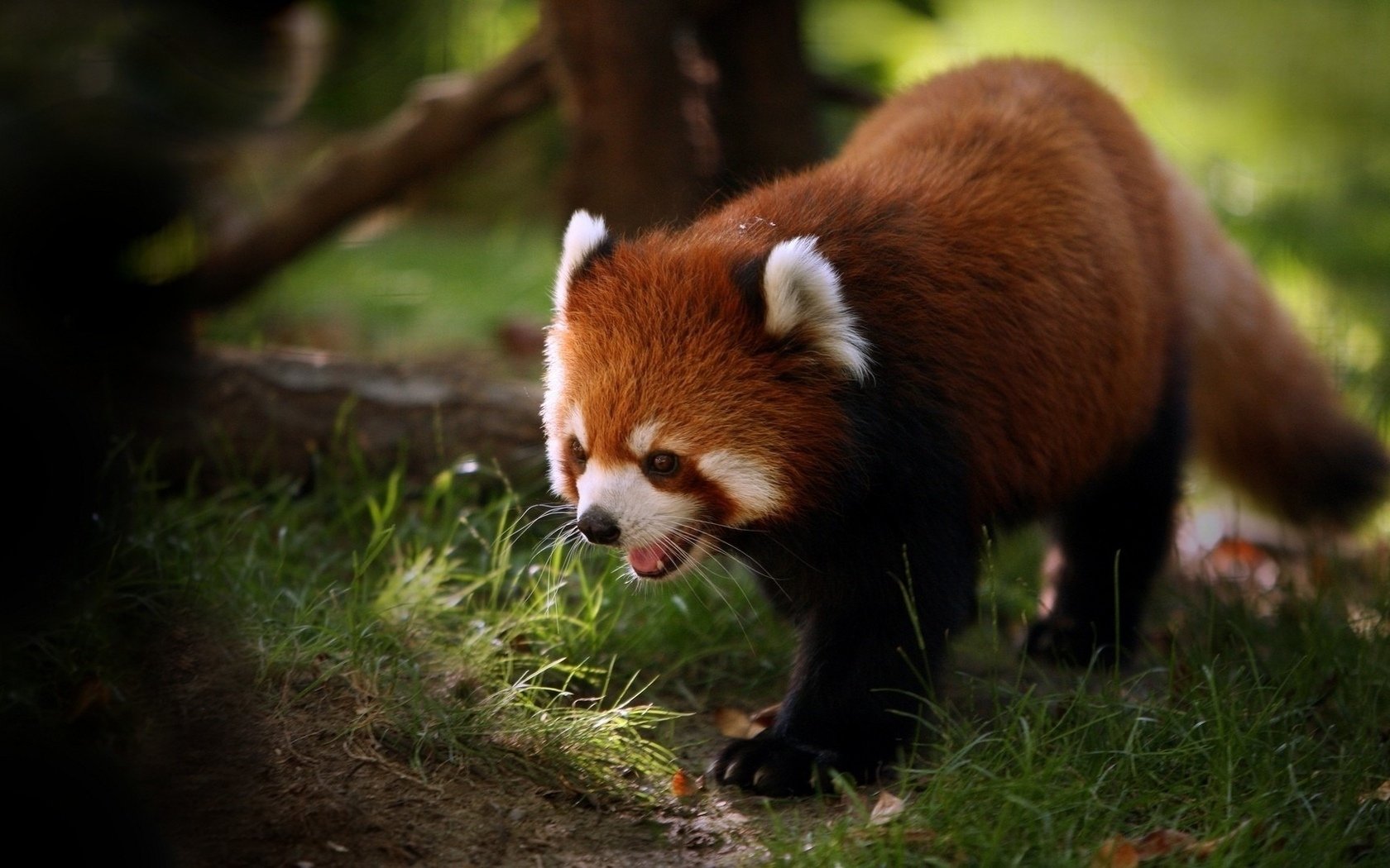 Charming Red Panda HD Wallpaper