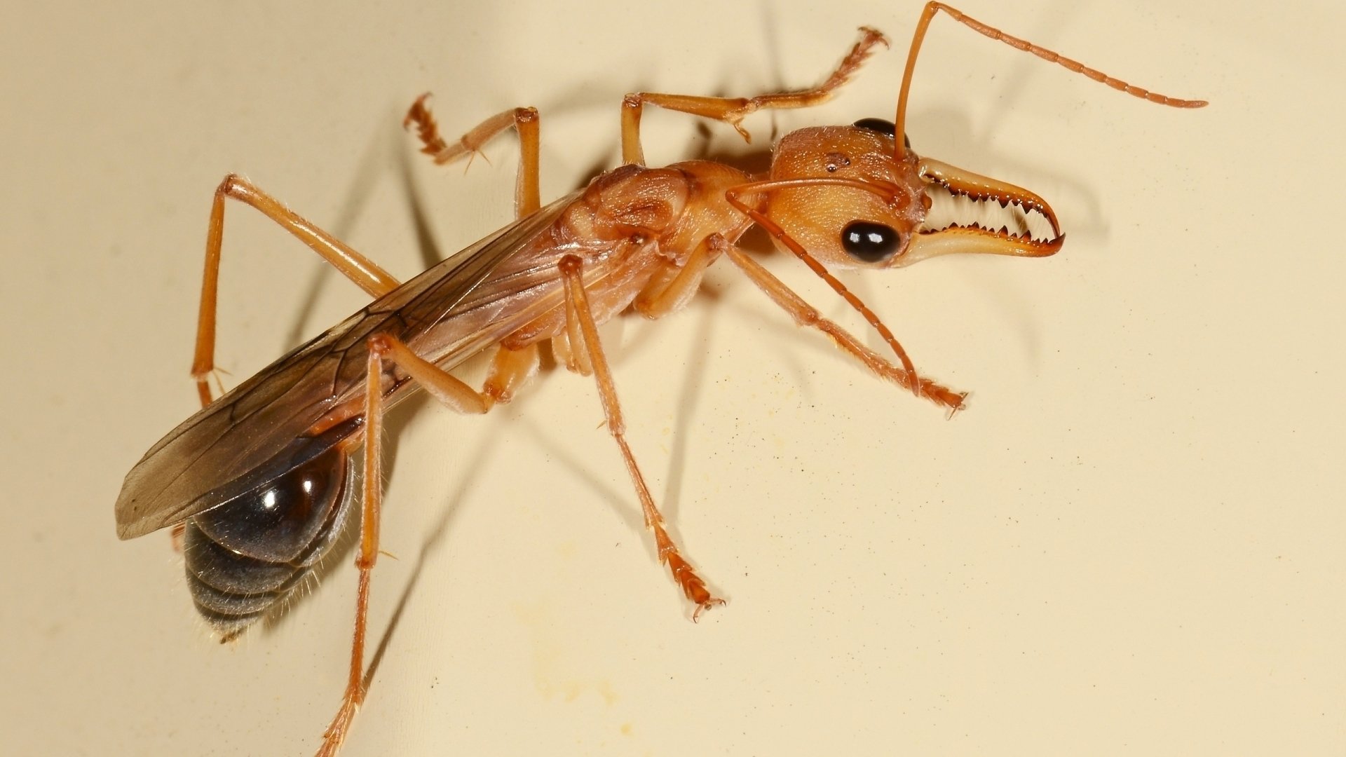 Animal Insect HD Wallpaper