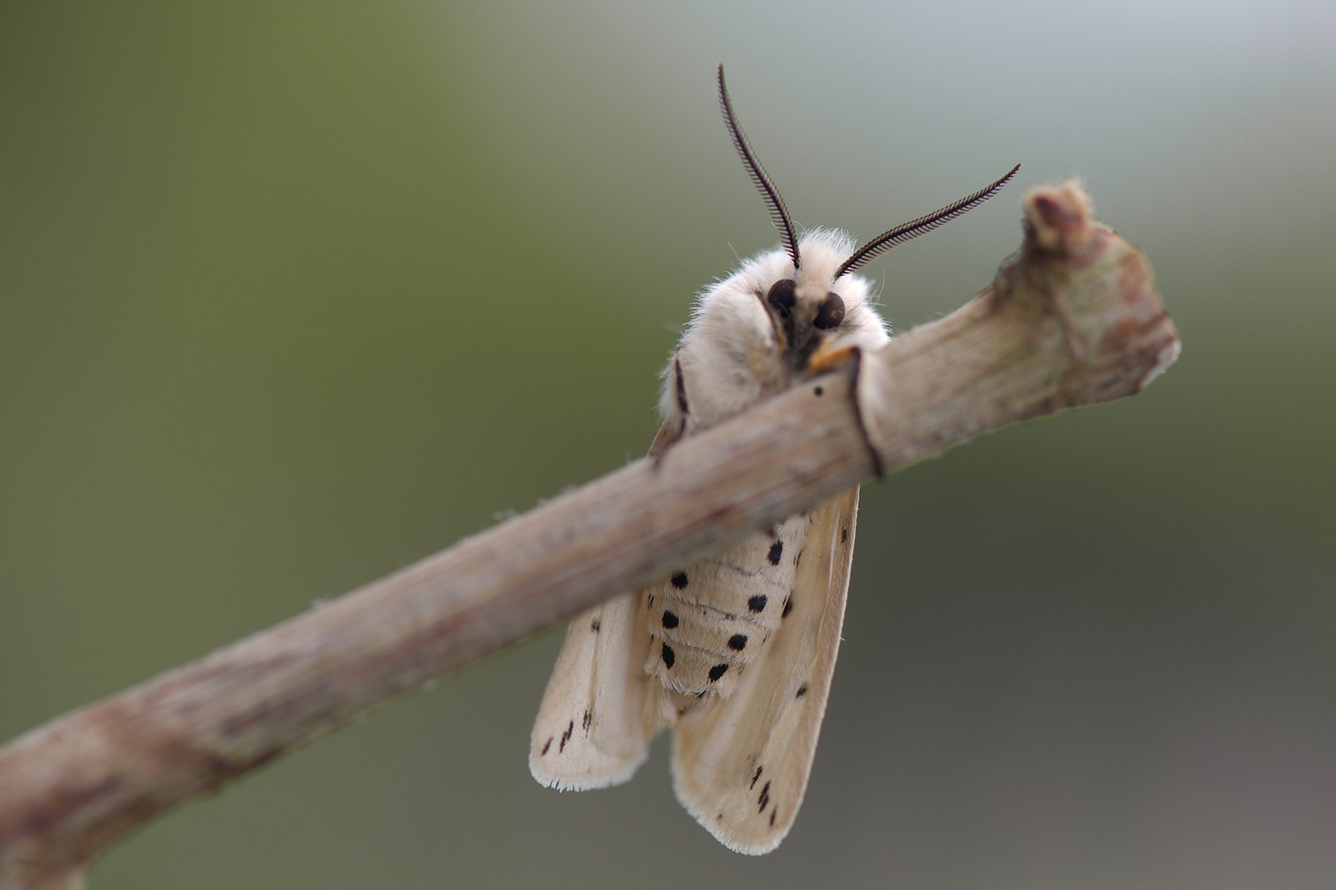 Download Animal Moth 4k Ultra HD Wallpaper