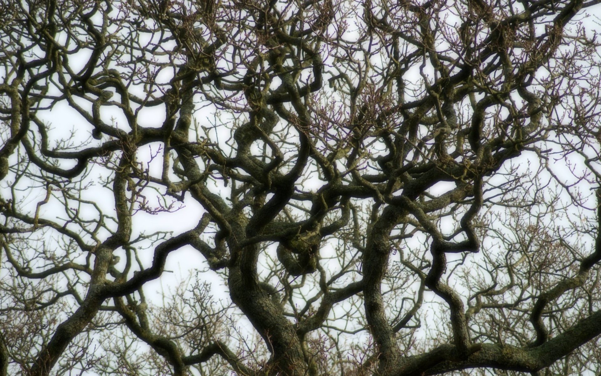 Nature Twisted Tree HD Wallpaper