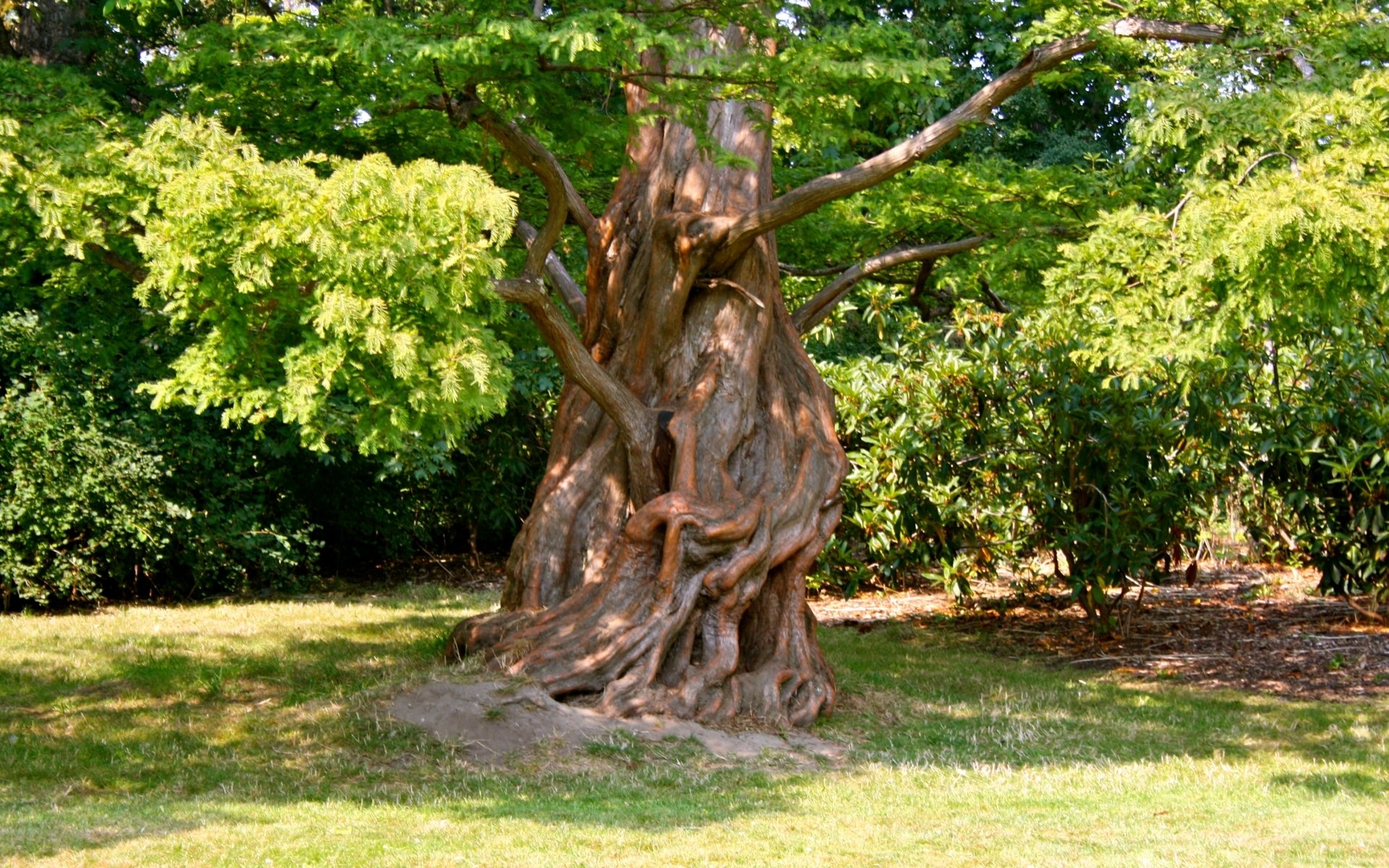 Twisted Tree HD Wallpaper