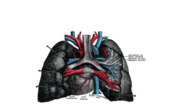 [60+] Anatomy Wallpapers