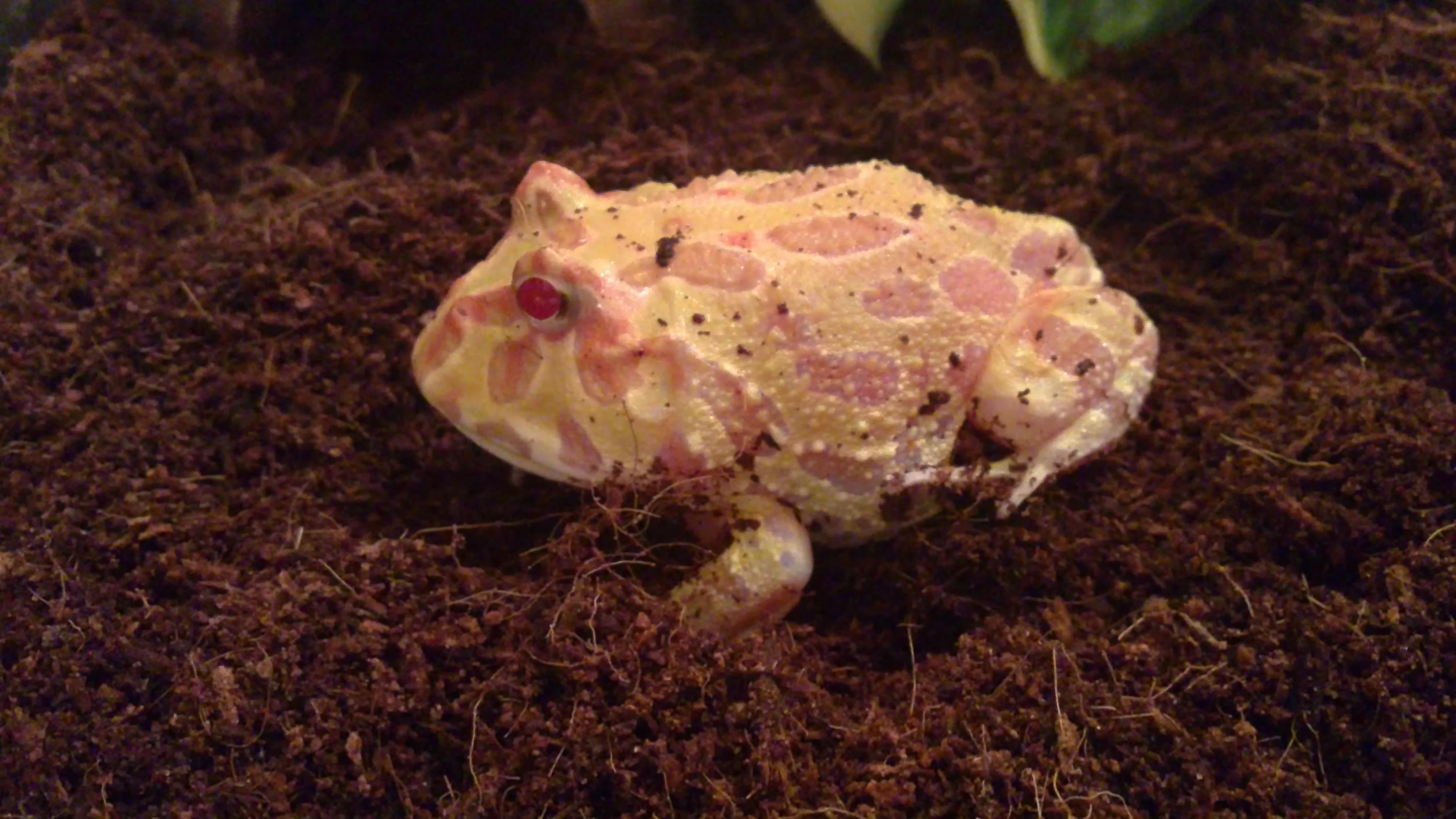 Best Pictures Of Pac Man Frogs Cool Wallpaper