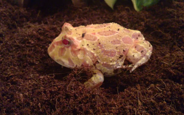 [10+] Pac-man Frog Wallpapers