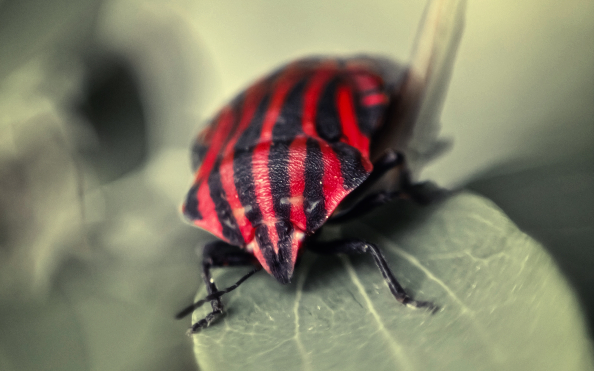 Download Animal Insect HD Wallpaper