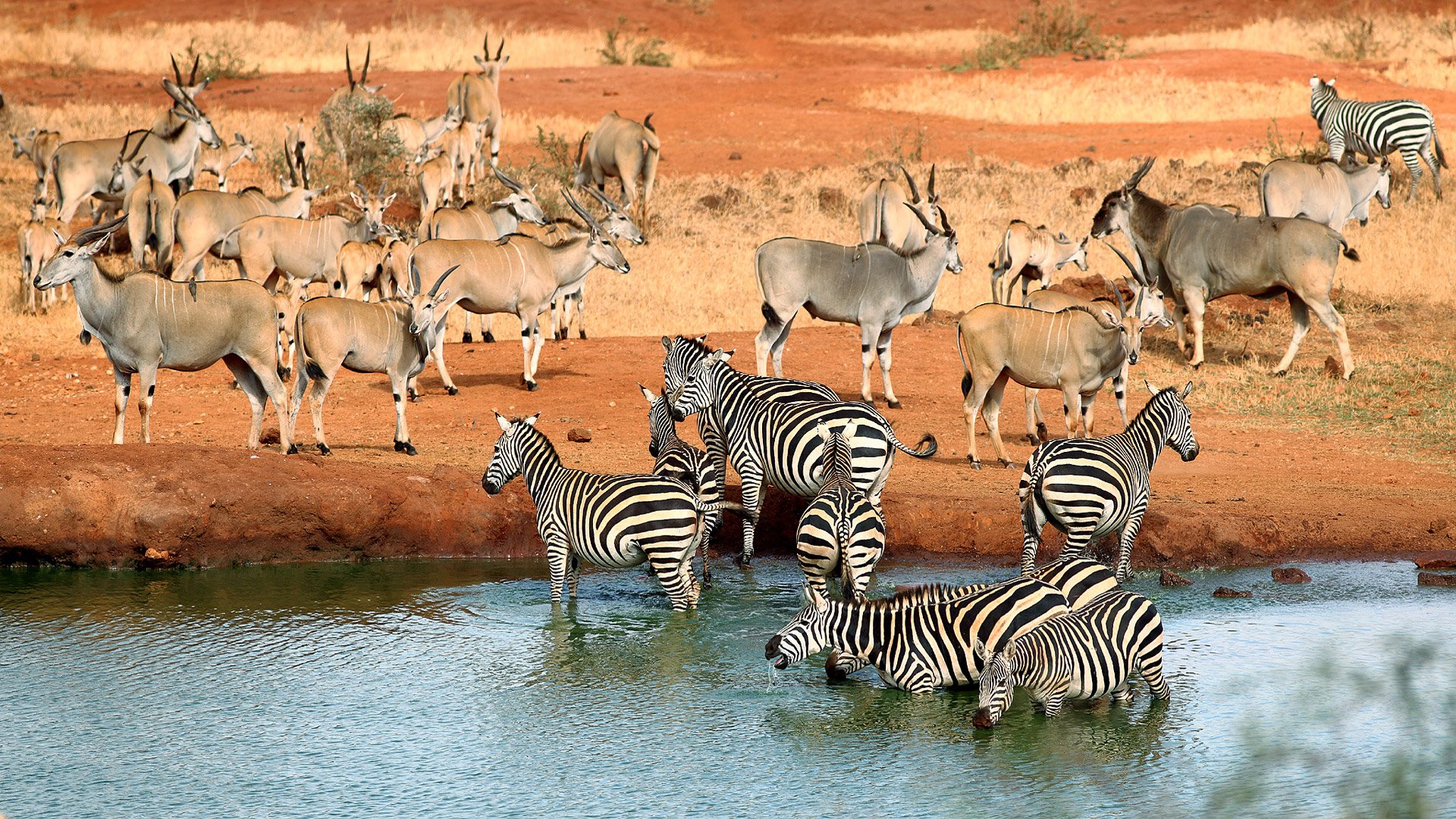Download Animal Zebra HD Wallpaper | 1920x1080 | Wallpaper Abyss