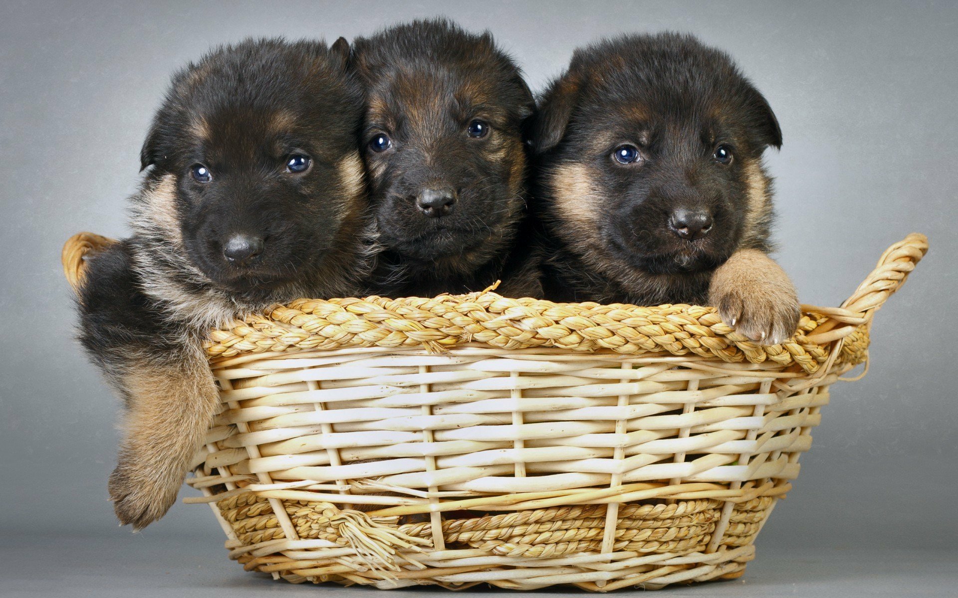 Adorable German Shepherd Puppies HD Wallpaper