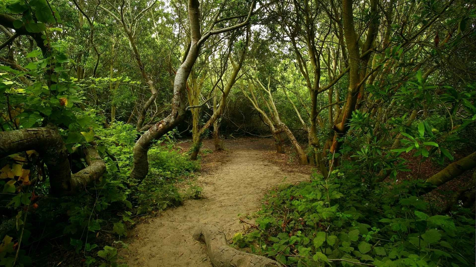 Path HD Wallpaper | Background Image | 1920x1080 | ID:500337 ...