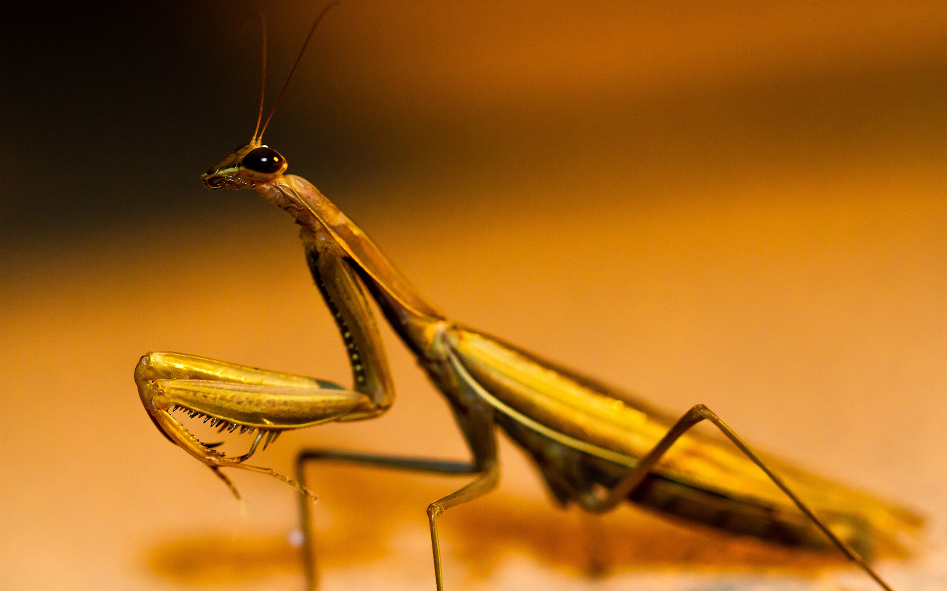 Download Animal Praying Mantis HD Wallpaper
