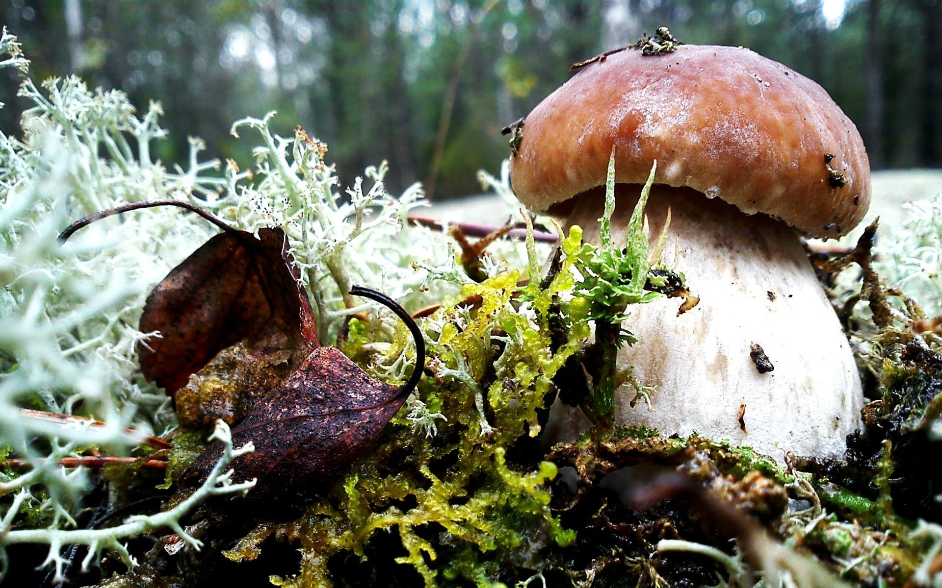 Enchanted Forest Mushroom HD Wallpaper – Nature's Hidden Gem ...