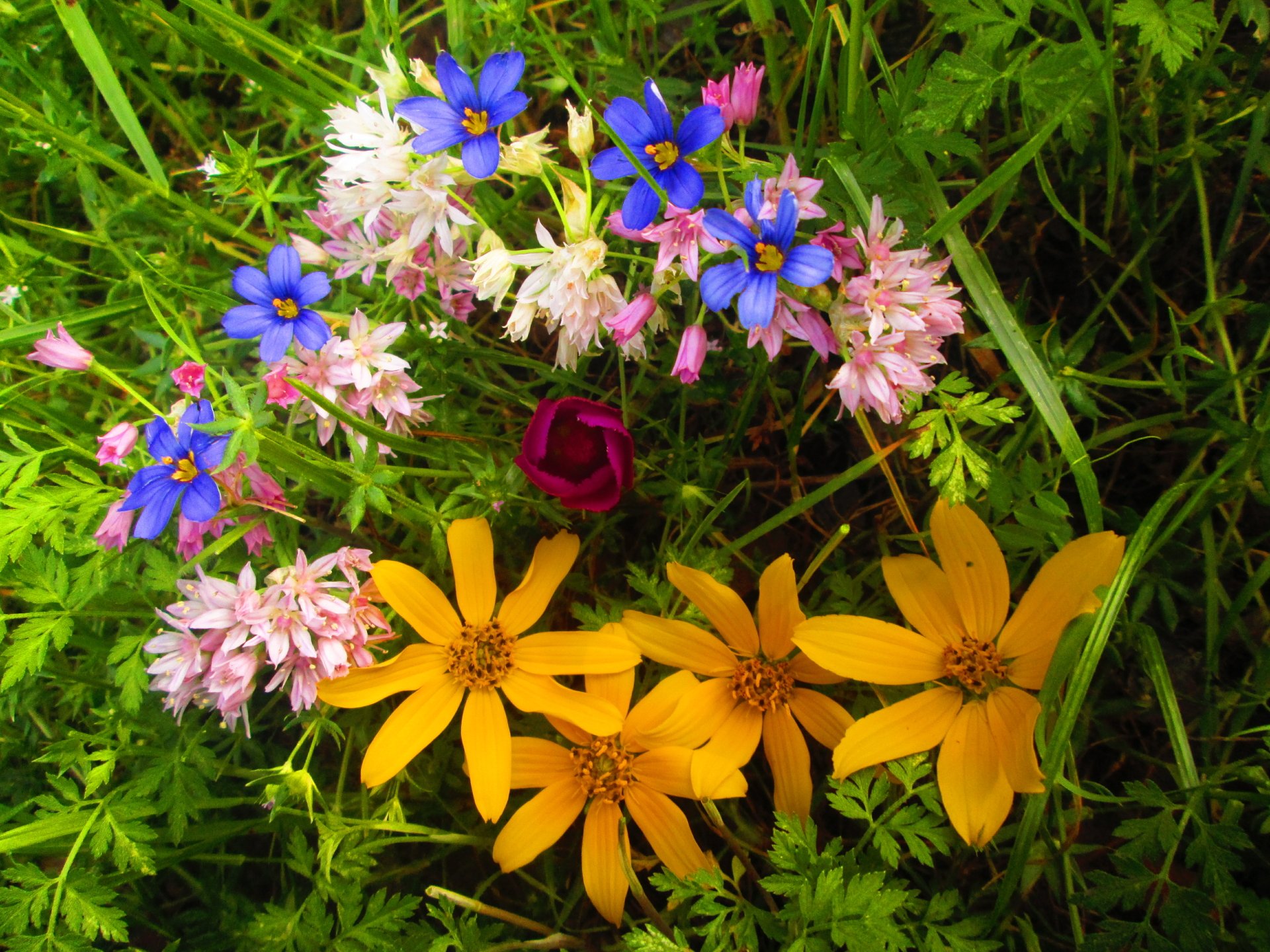 Natures bouquet by Zachary