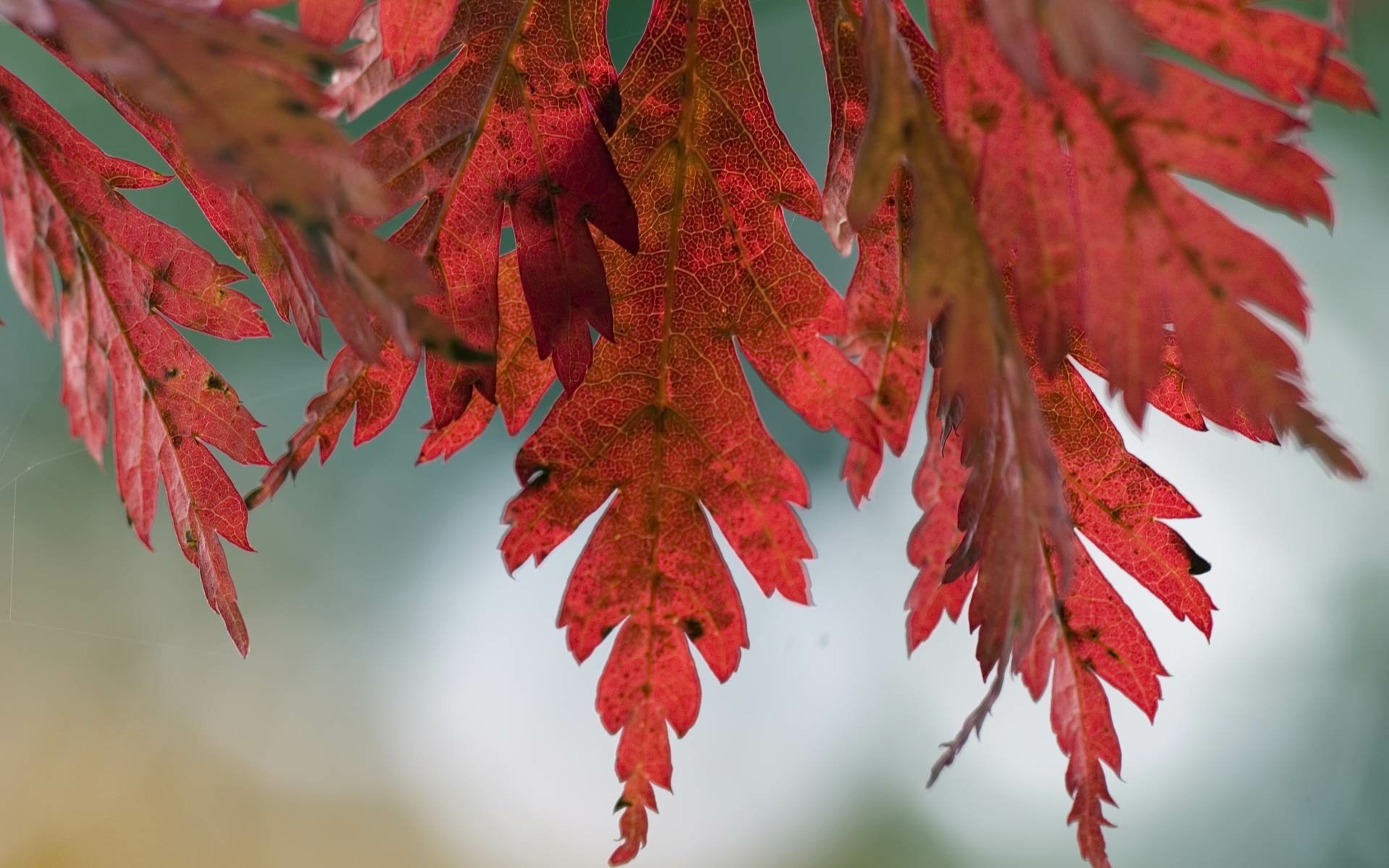 Download Nature Leaf HD Wallpaper | 1920x1200 | Wallpaper Abyss