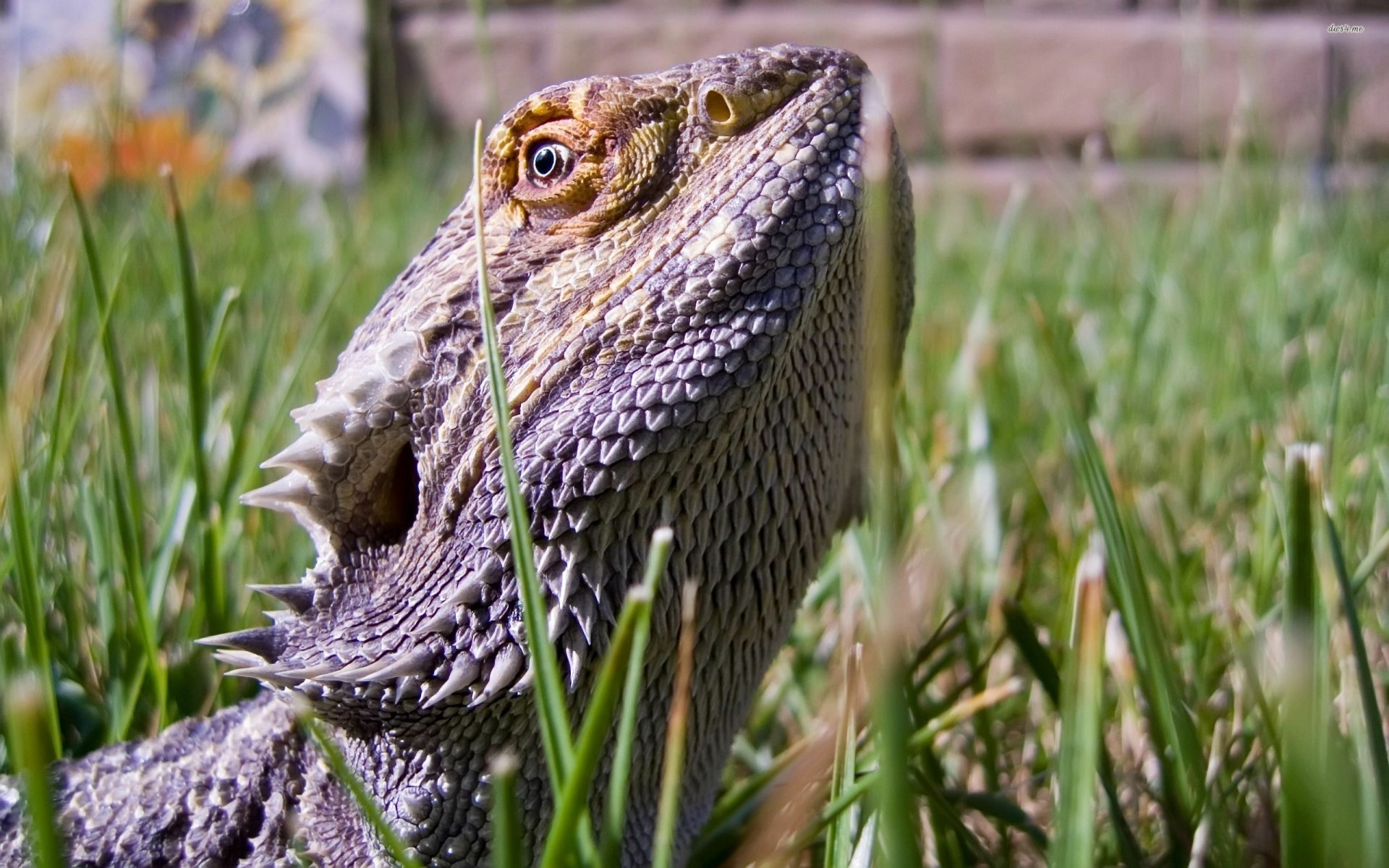 Download Lizard Animal Bearded Dragon HD Wallpaper