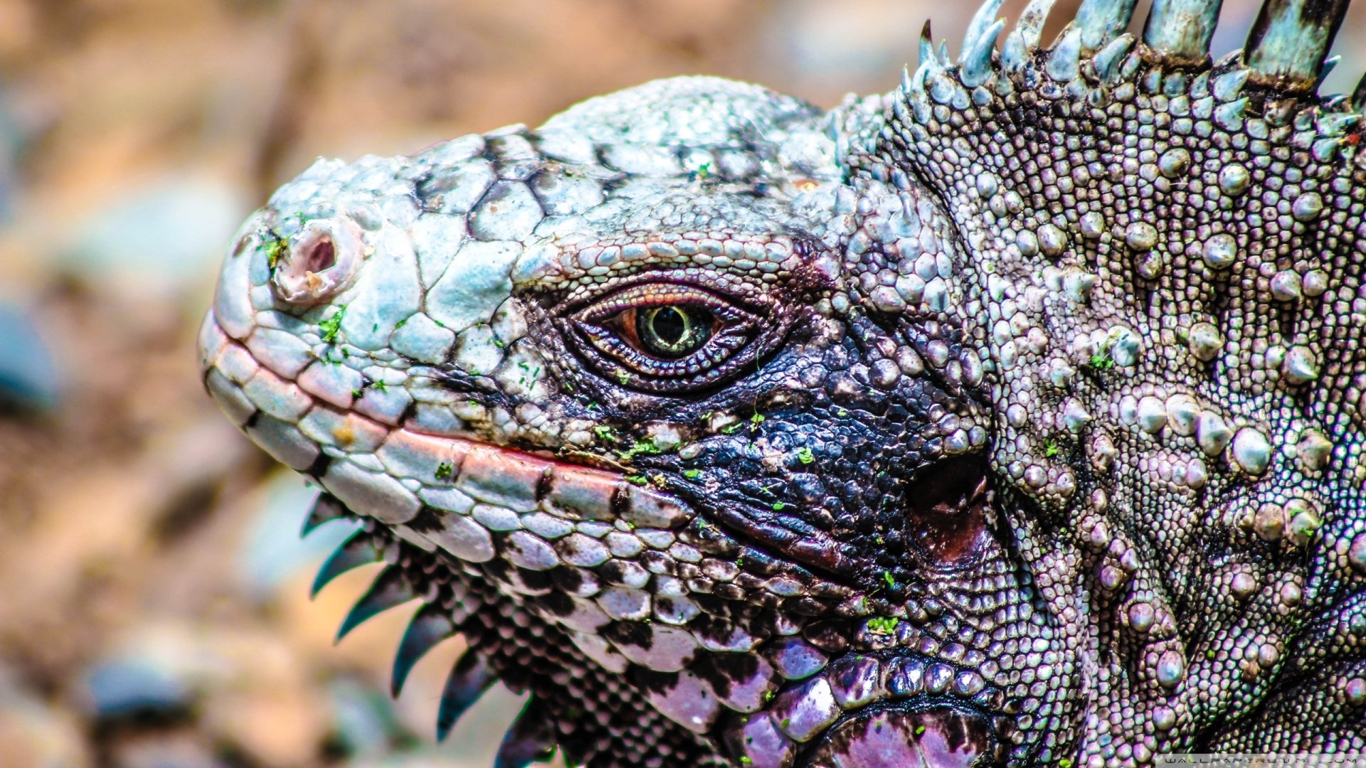 Download Lizard Animal Iguana HD Wallpaper | 2560x1440 | Wallpaper Abyss