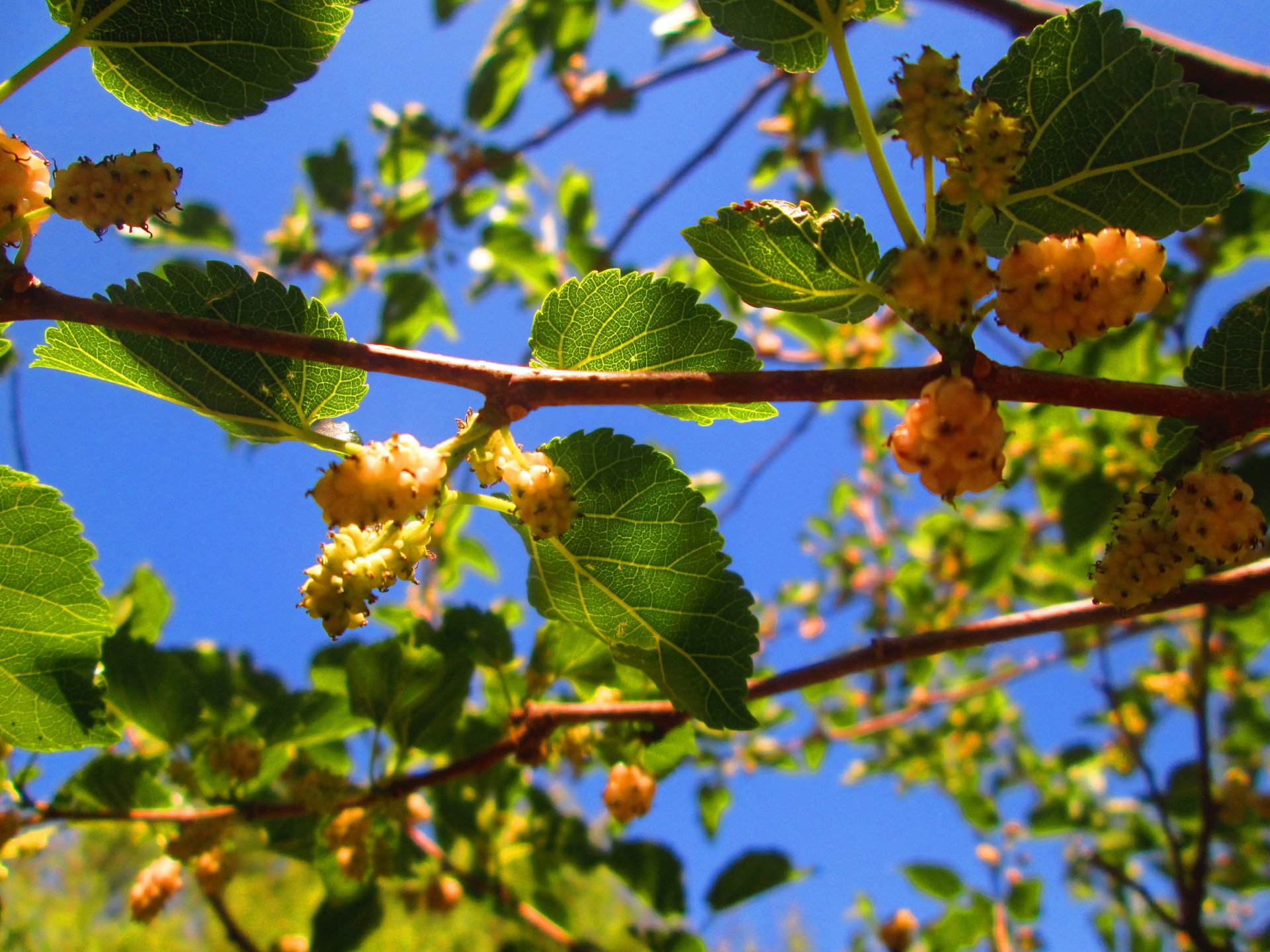 mullberry tree by Zachary