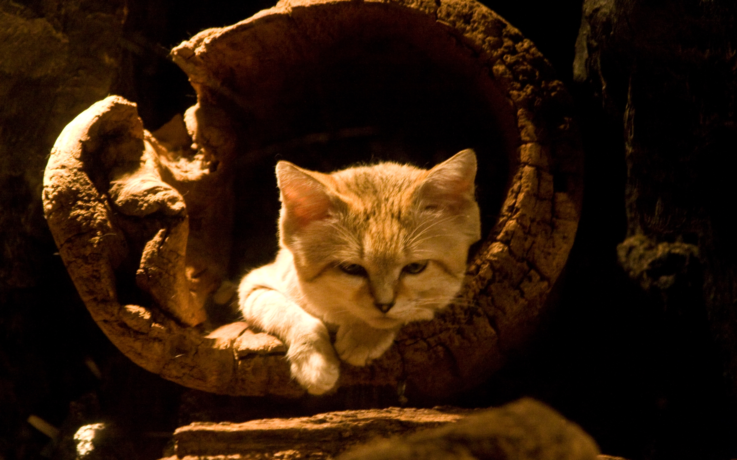 The sand cat, also known as the sand dune cat