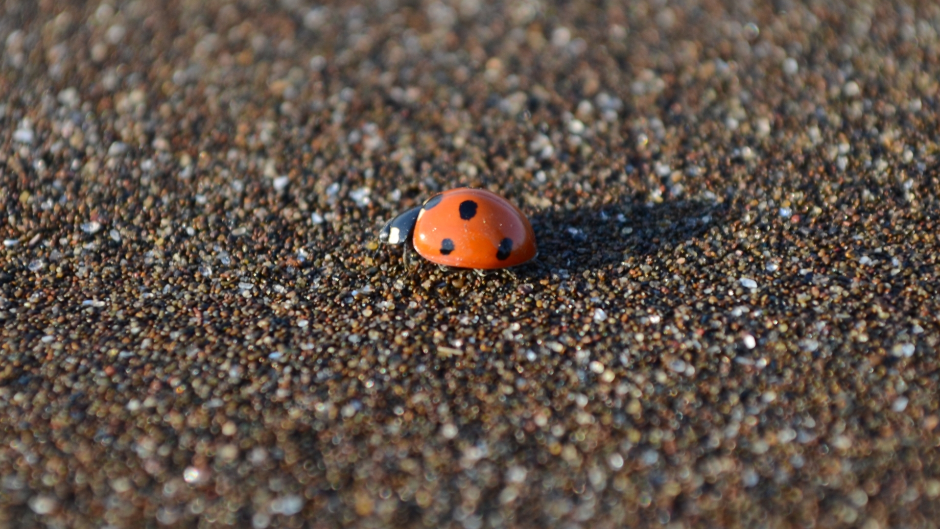 Download Animal Ladybug HD Wallpaper