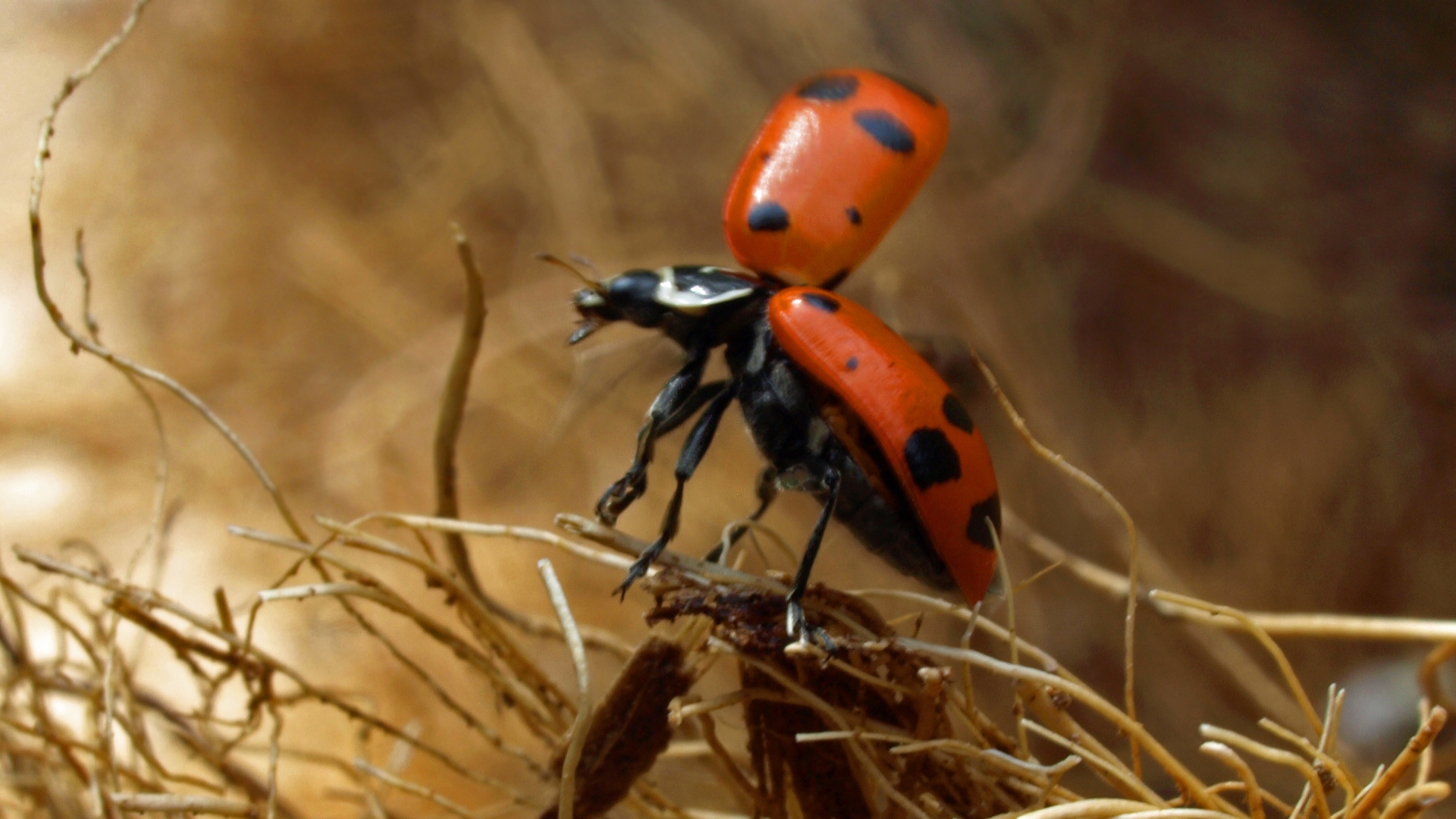 Download Animal Ladybug HD Wallpaper