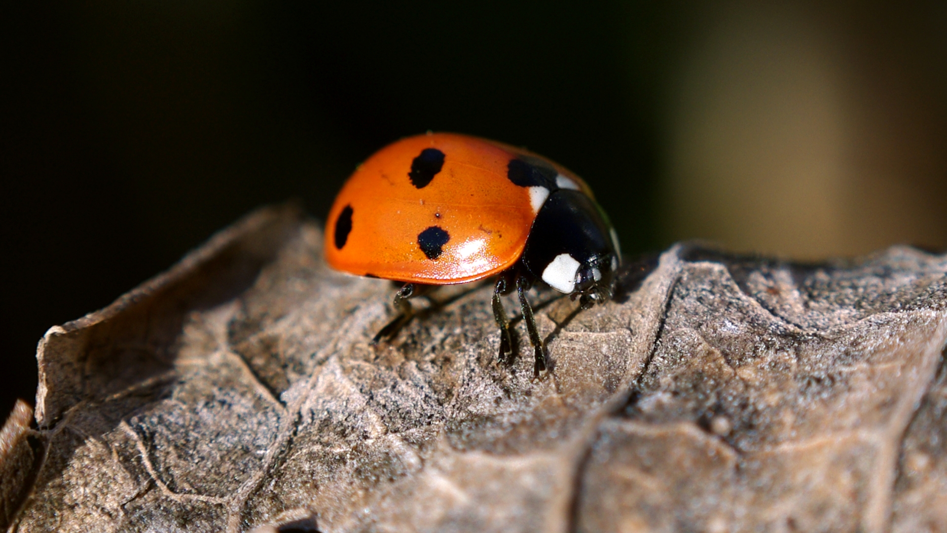 Download Animal Ladybug HD Wallpaper