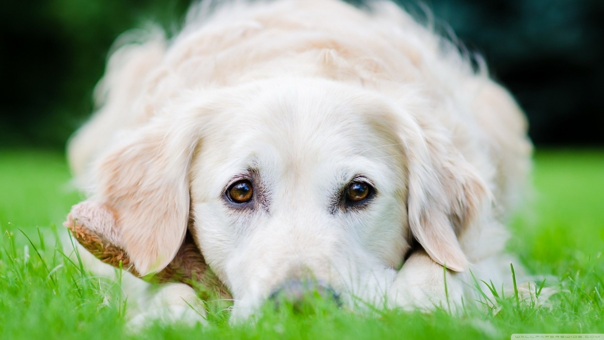 Download Animal Dog HD Wallpaper