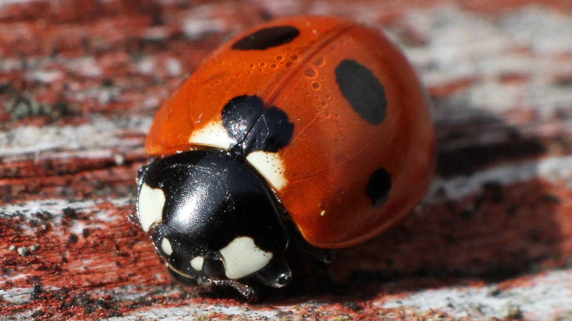 Download Animal Ladybug HD Wallpaper