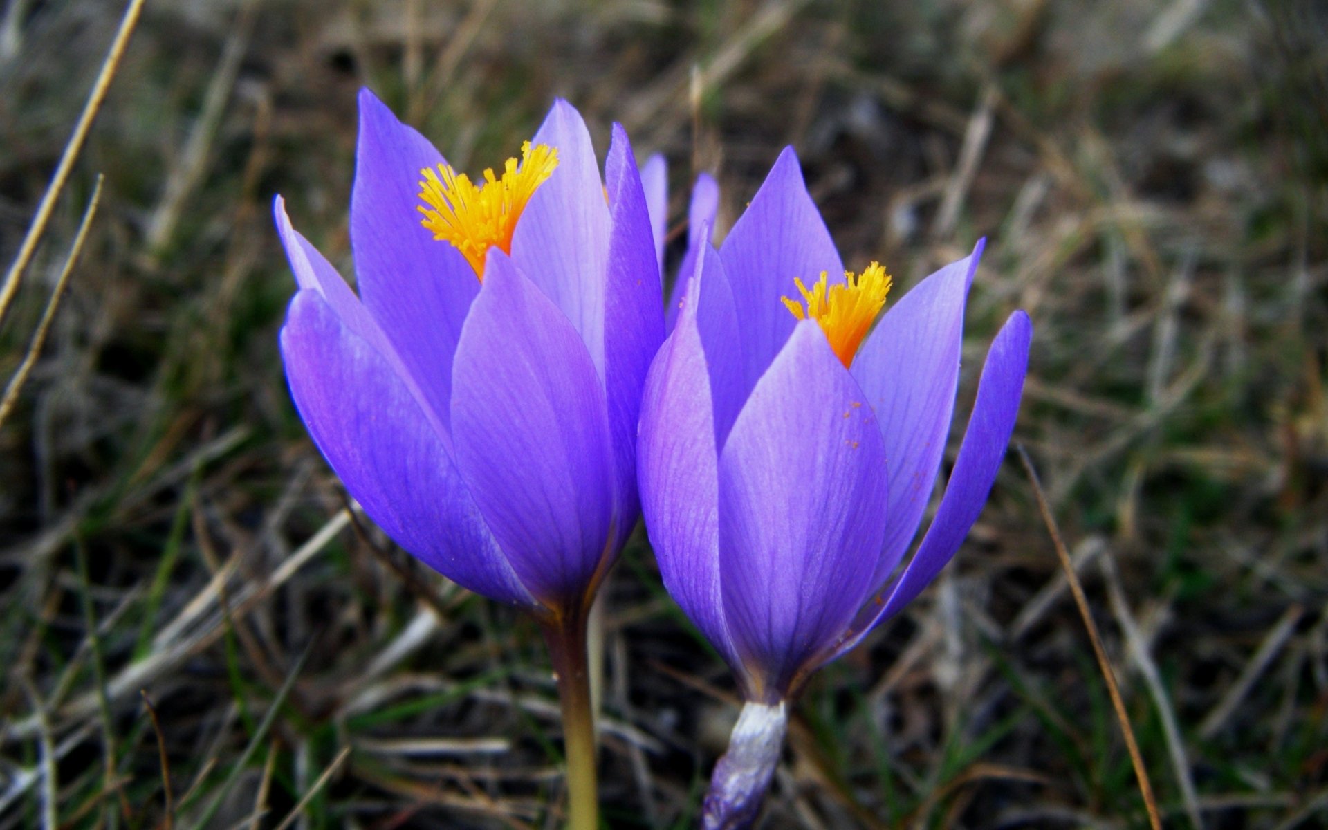 Download Flower Nature Crocus HD Wallpaper