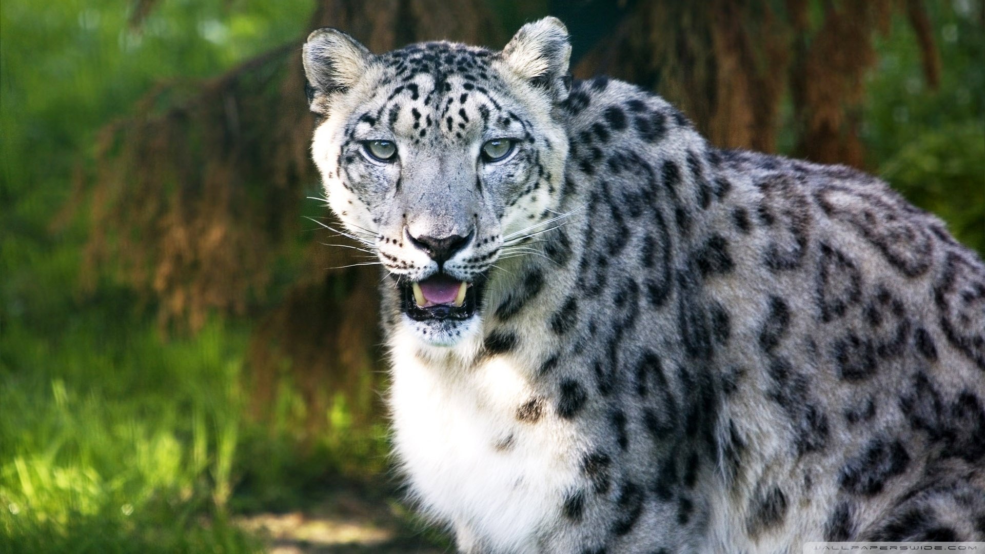 Download Animal Snow Leopard HD Wallpaper