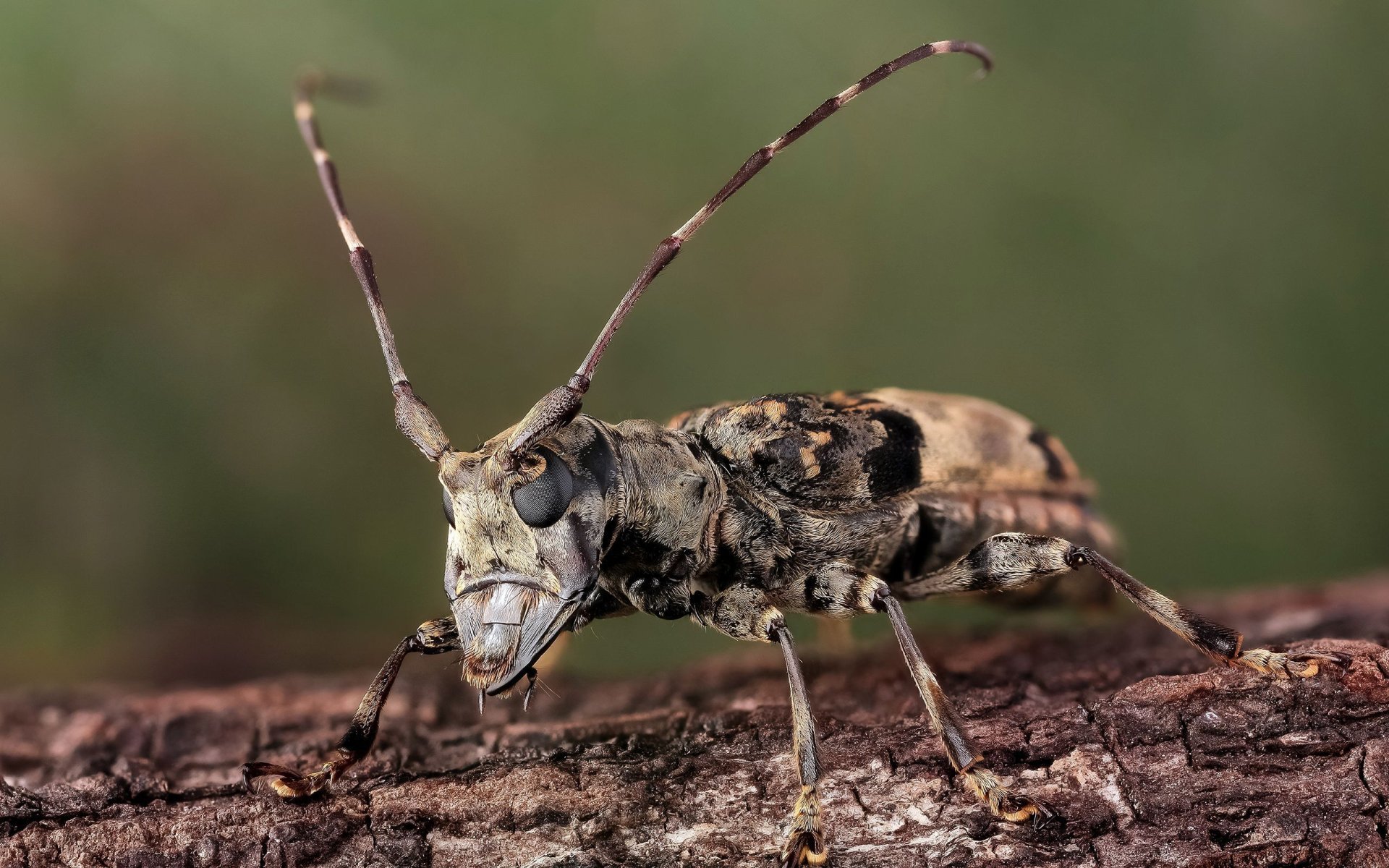 Download Insect Animal Beetle HD Wallpaper