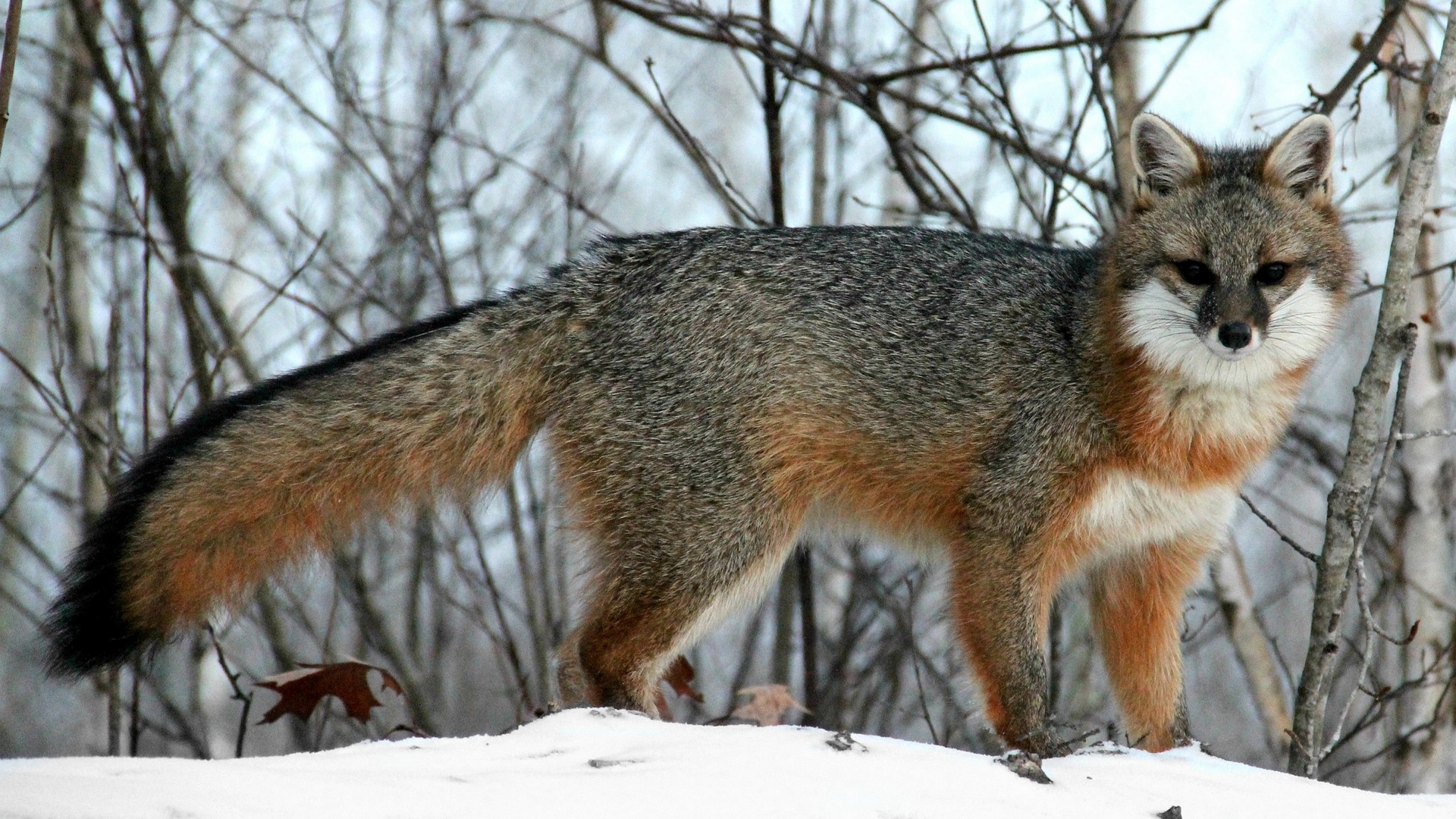 Animals Foxes 1920x1080