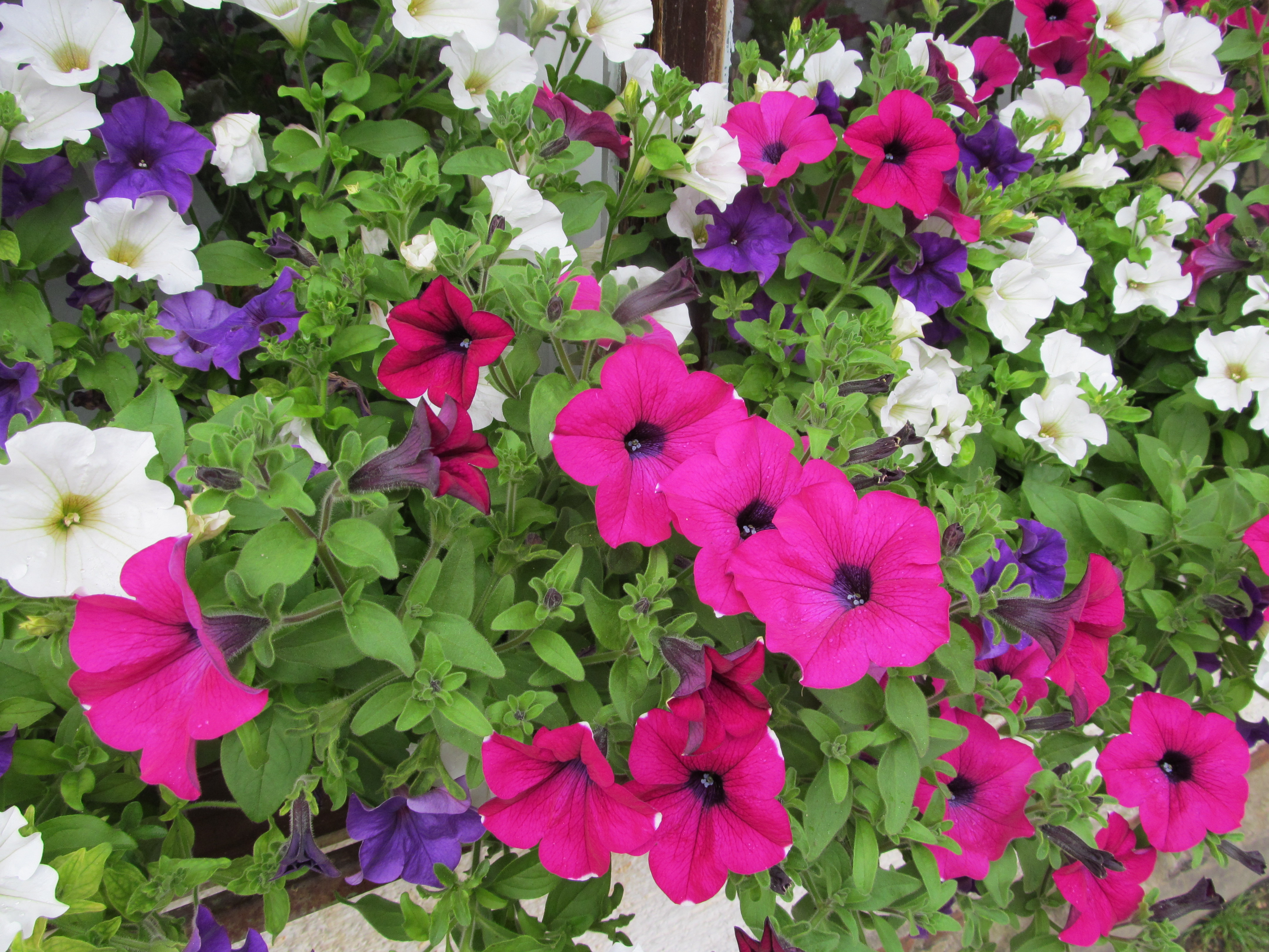 surfinije by AlphaSystem