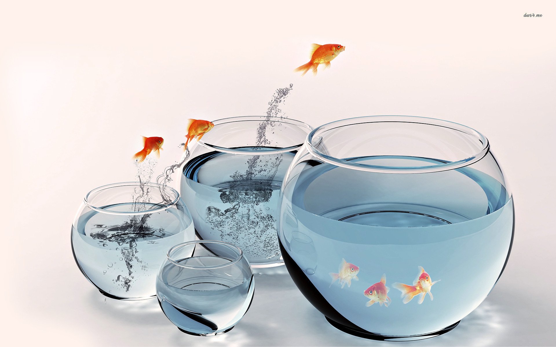 Goldfish Leap: Stunning HD Animal Wallpaper of Fish in Motion ...