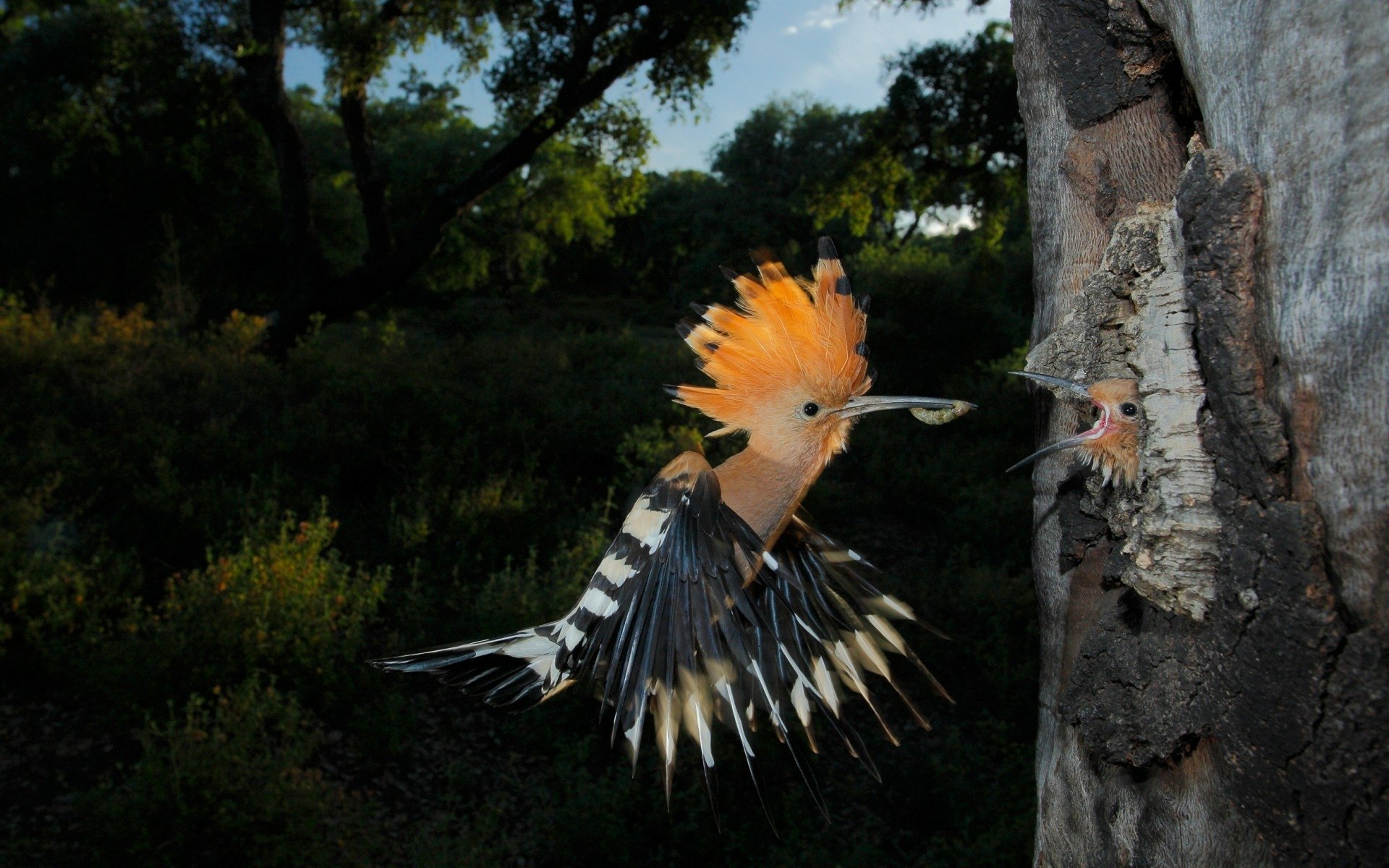 Stunning Hoopoe Bird: A Beautiful HD Wallpaper